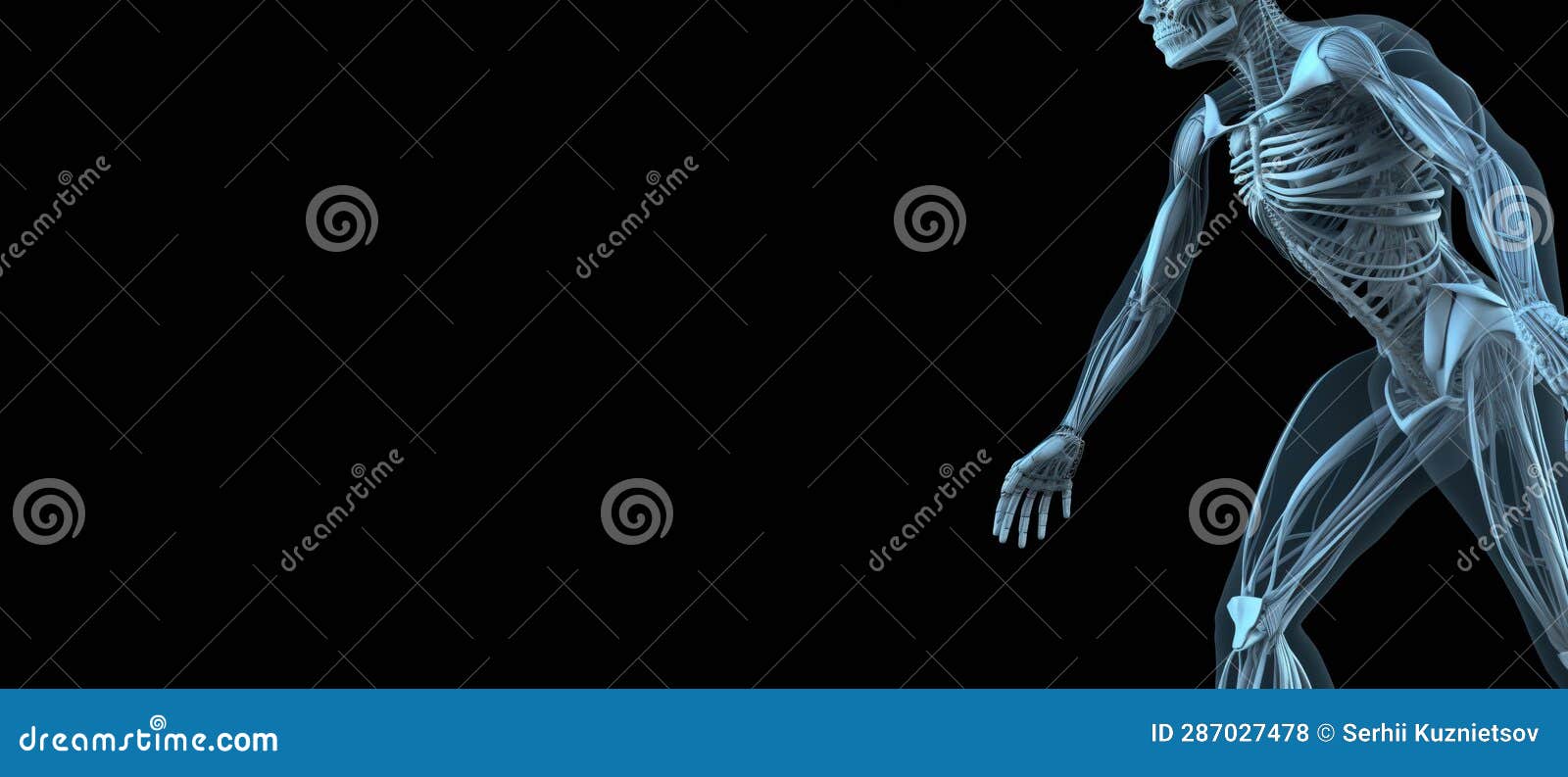 Anatomical Structure of Muscular System of Human Body, Dark Background ...