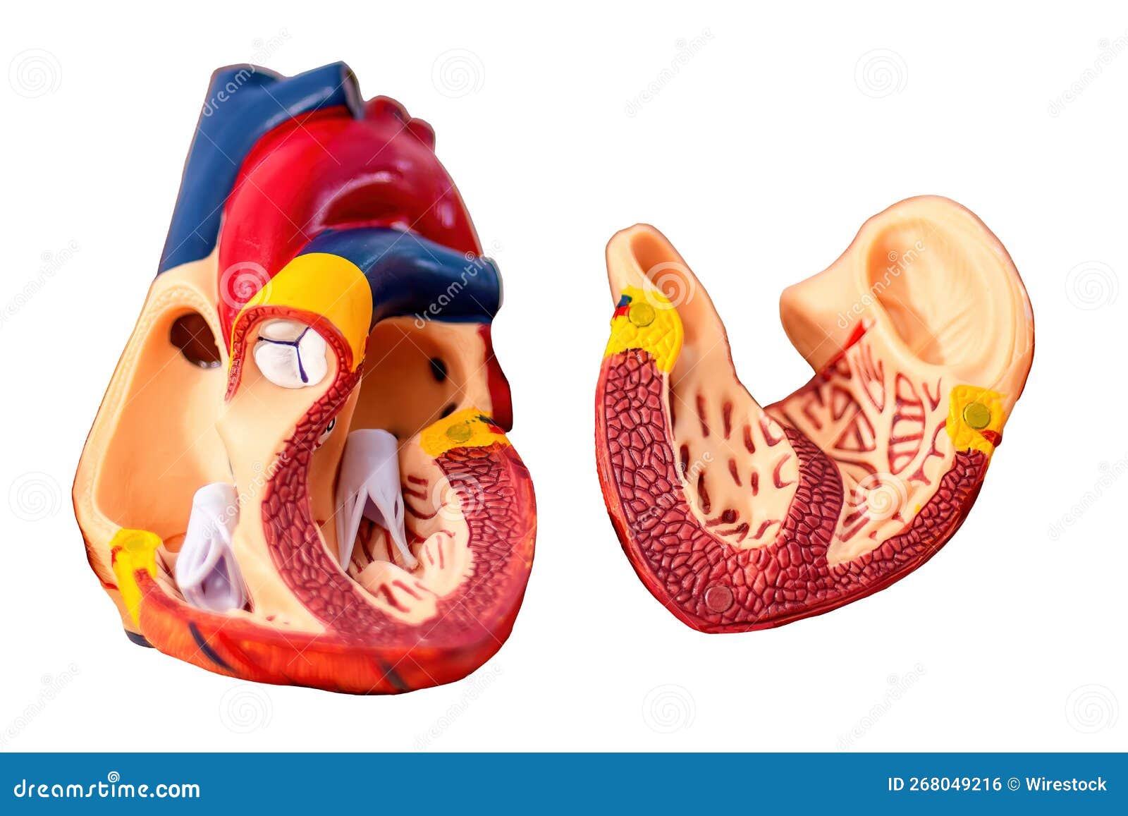 Anatomical Structure and Physiology of the Heart Stock Photo - Image of ...