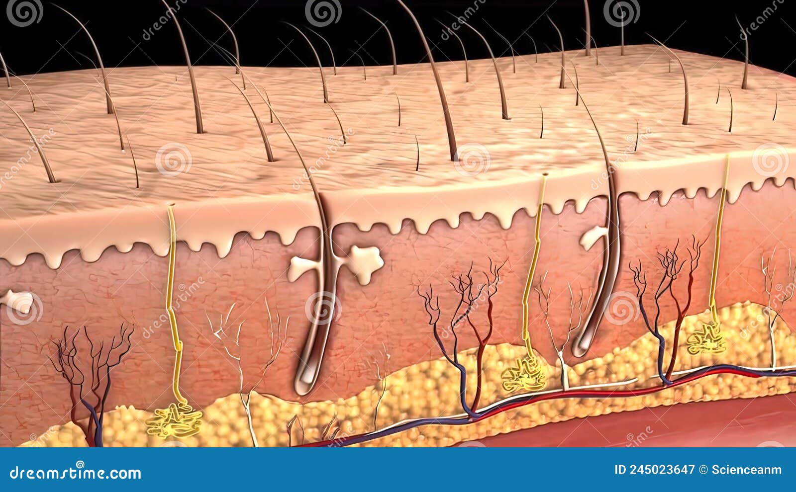 Anatomical Structure of the Skin Stock Illustration - Illustration of ...