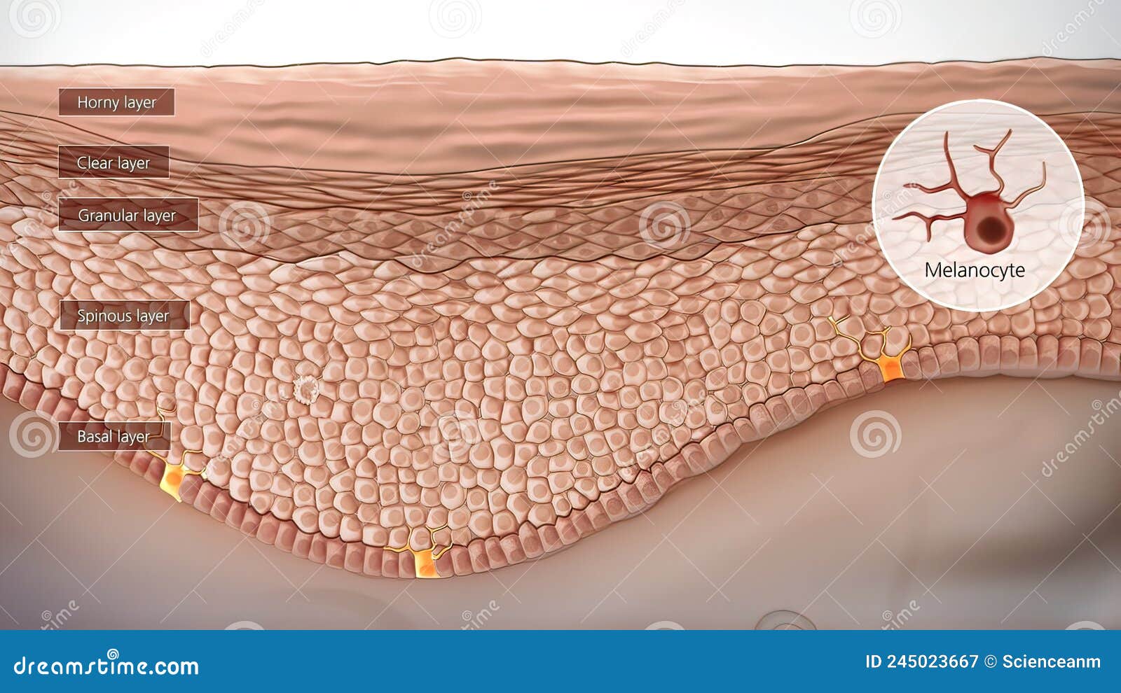 Anatomical Structure of the Skin Stock Illustration - Illustration of ...