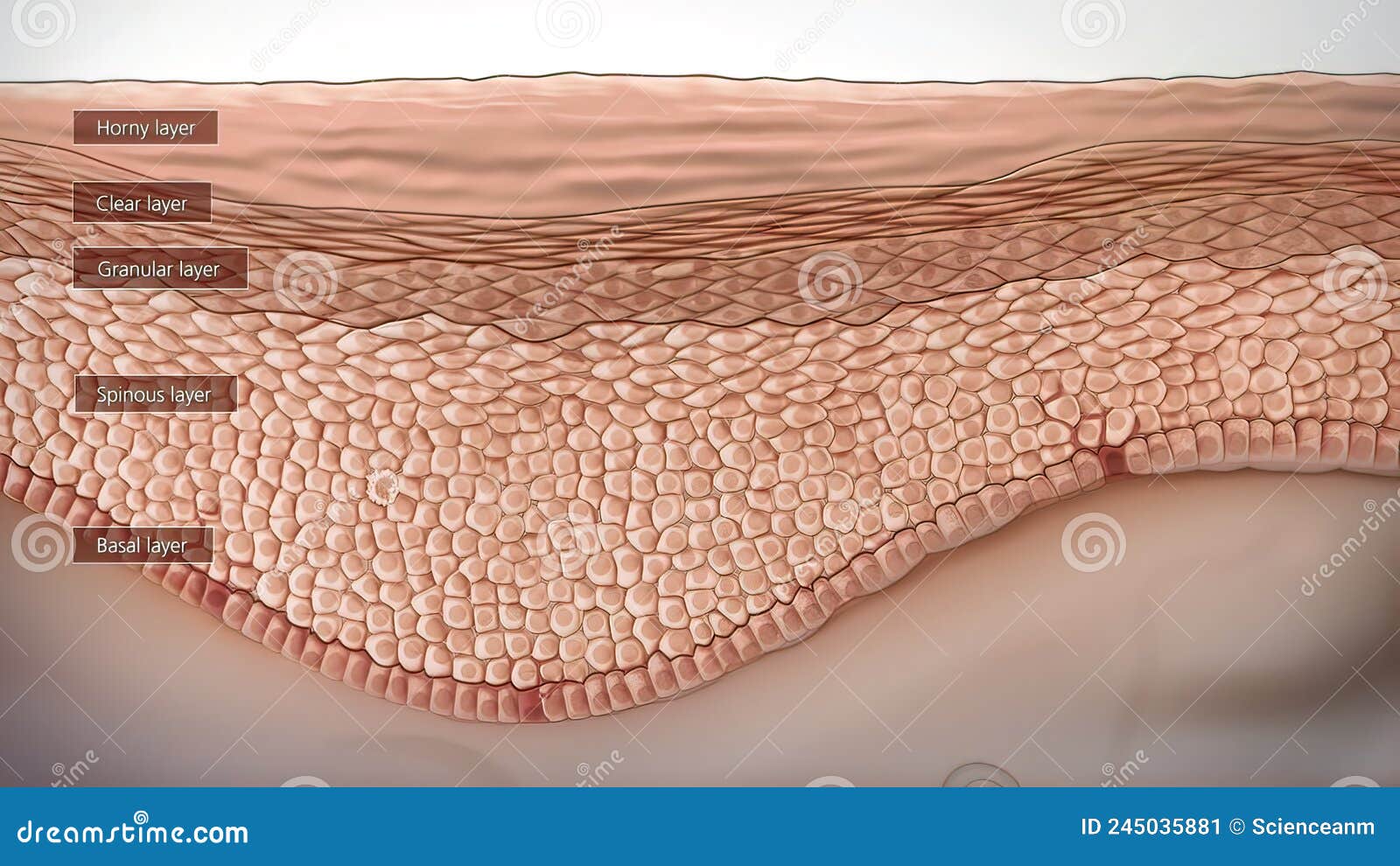 Anatomical Structure of the Skin Stock Illustration - Illustration of ...