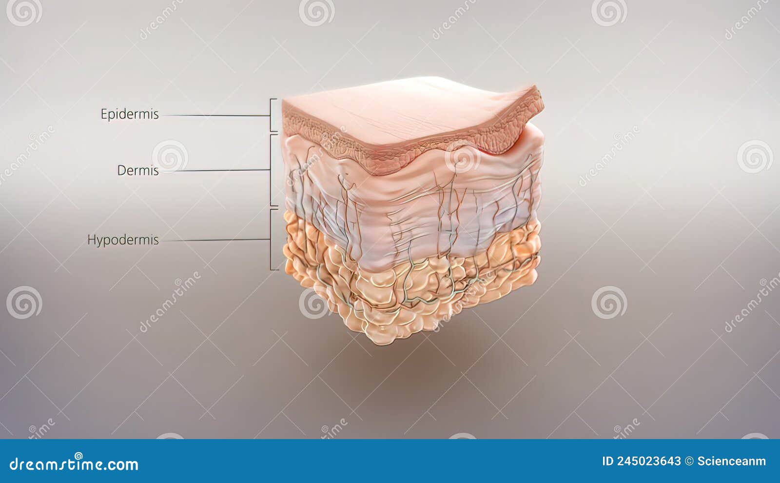 Anatomical Structure of the Skin Stock Illustration - Illustration of ...