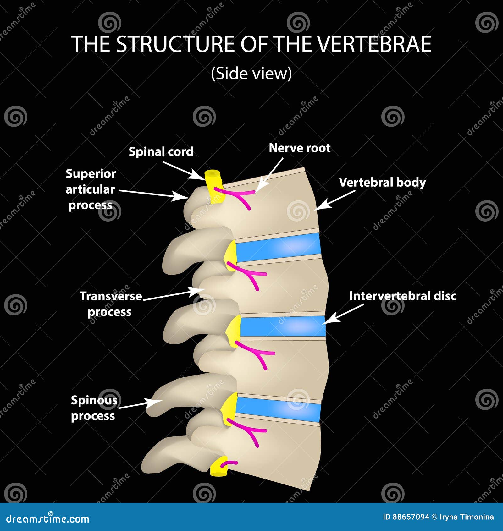 The Anatomical Structure of the Spine. Side View. the Intervertebral ...