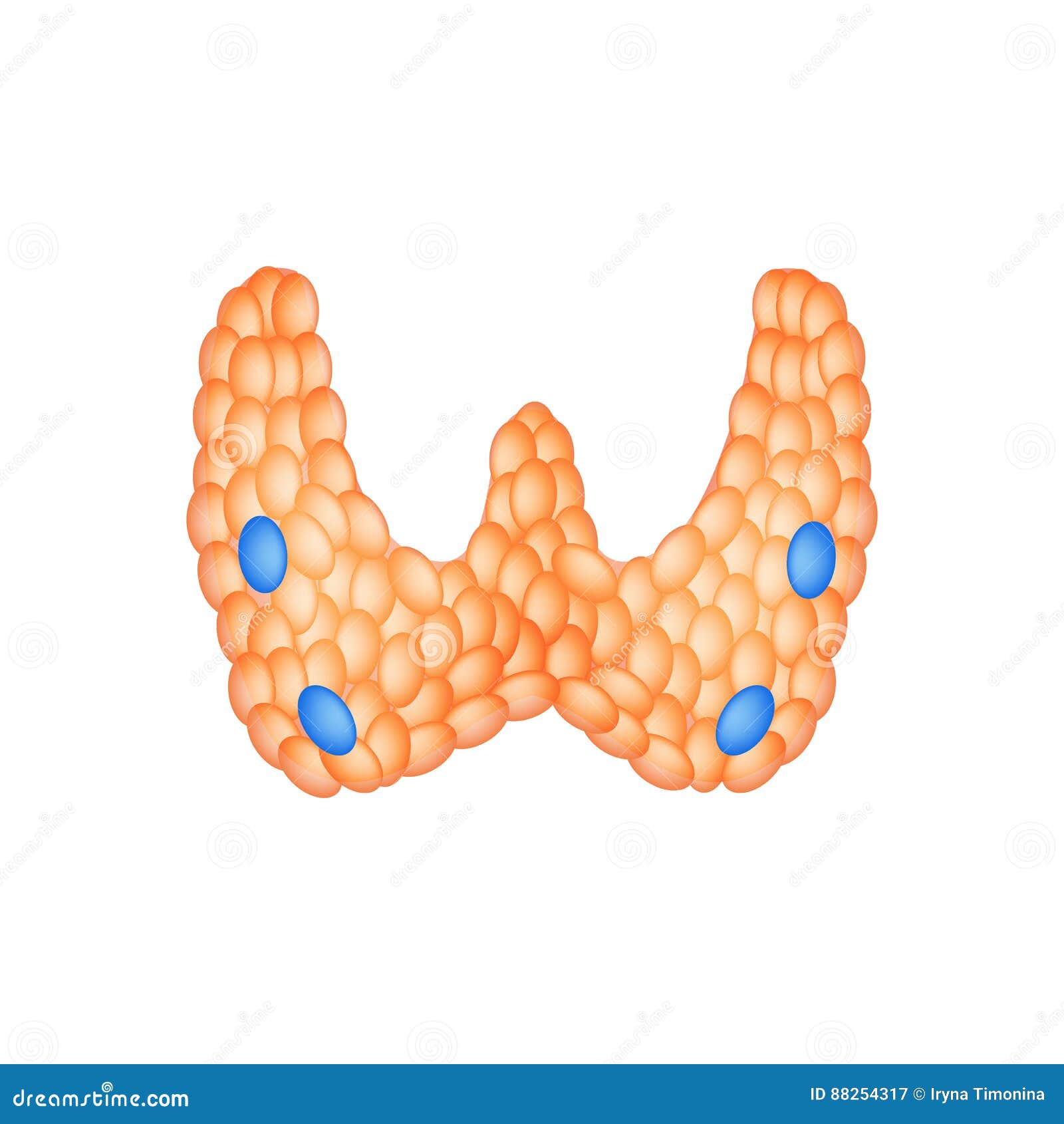 Anatomical Structure Of The Thyroid And Parathyroid Gland. Infographics ...