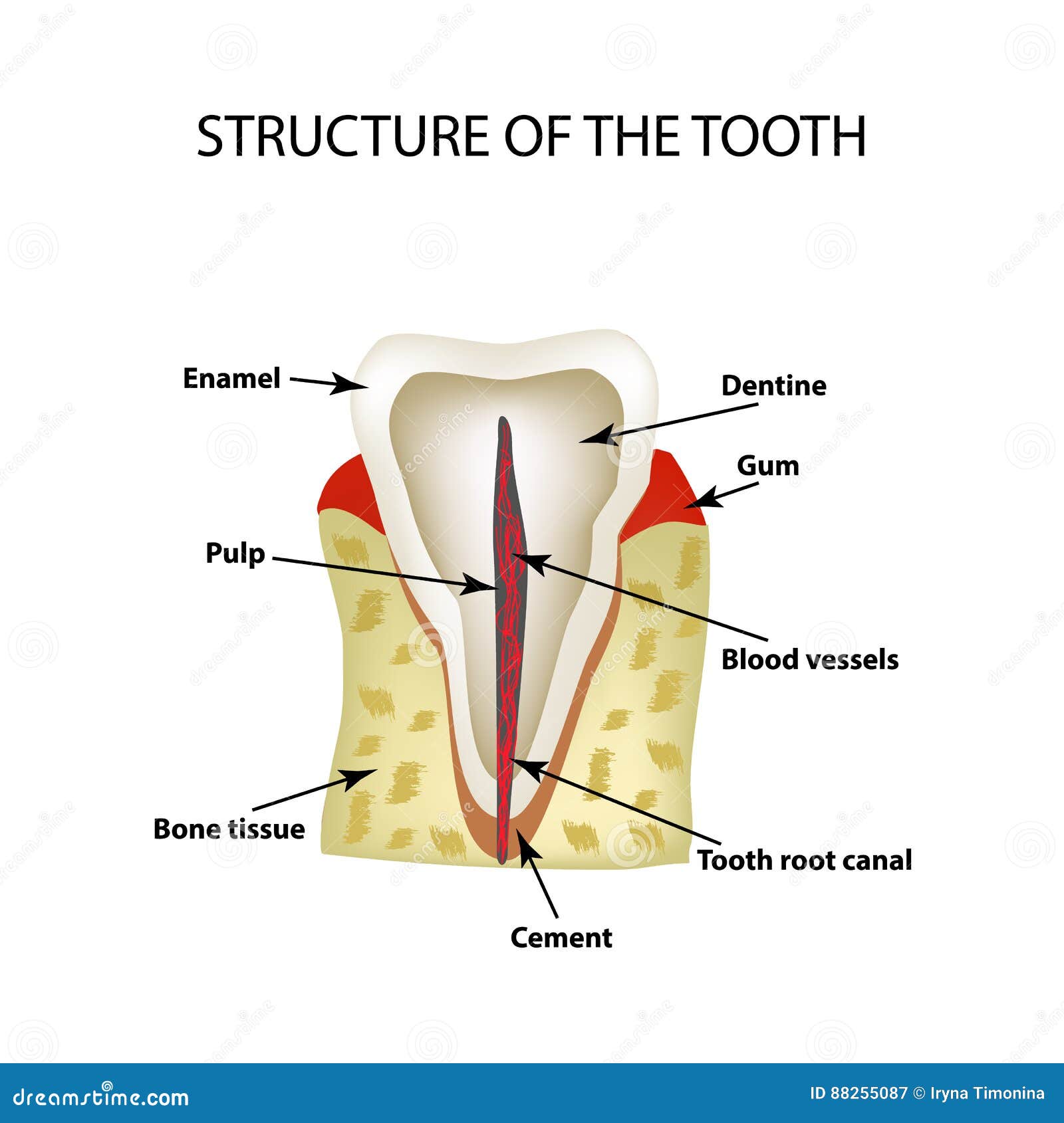 The Anatomical Structure Of The Tooth. Infographics. Vector ...