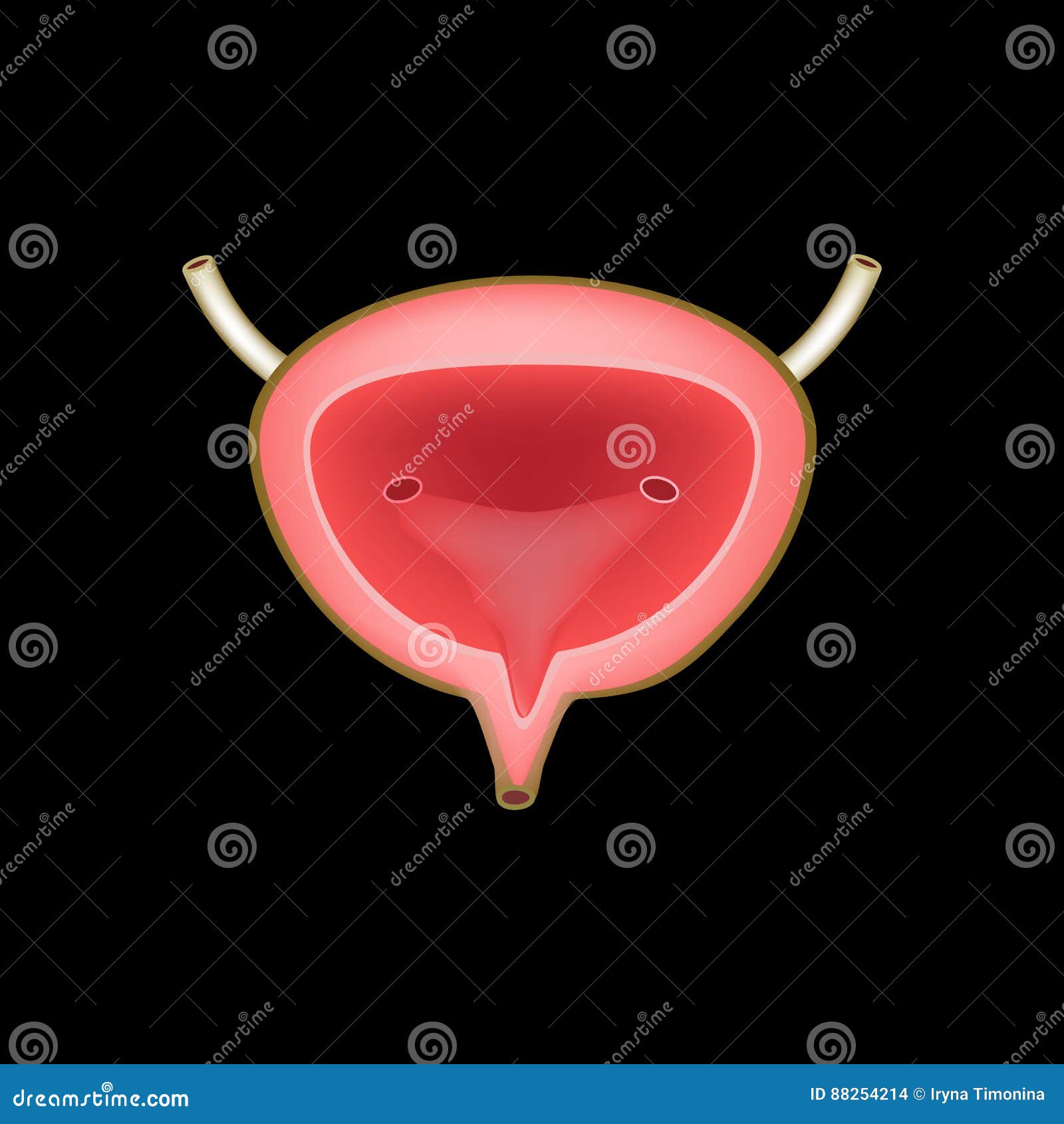 Anatomical Structure Of The Urinary Bladder. Infographics. Vector ... Anatomical Structure Of The Urinary Bladder. Infographics. Vector ...