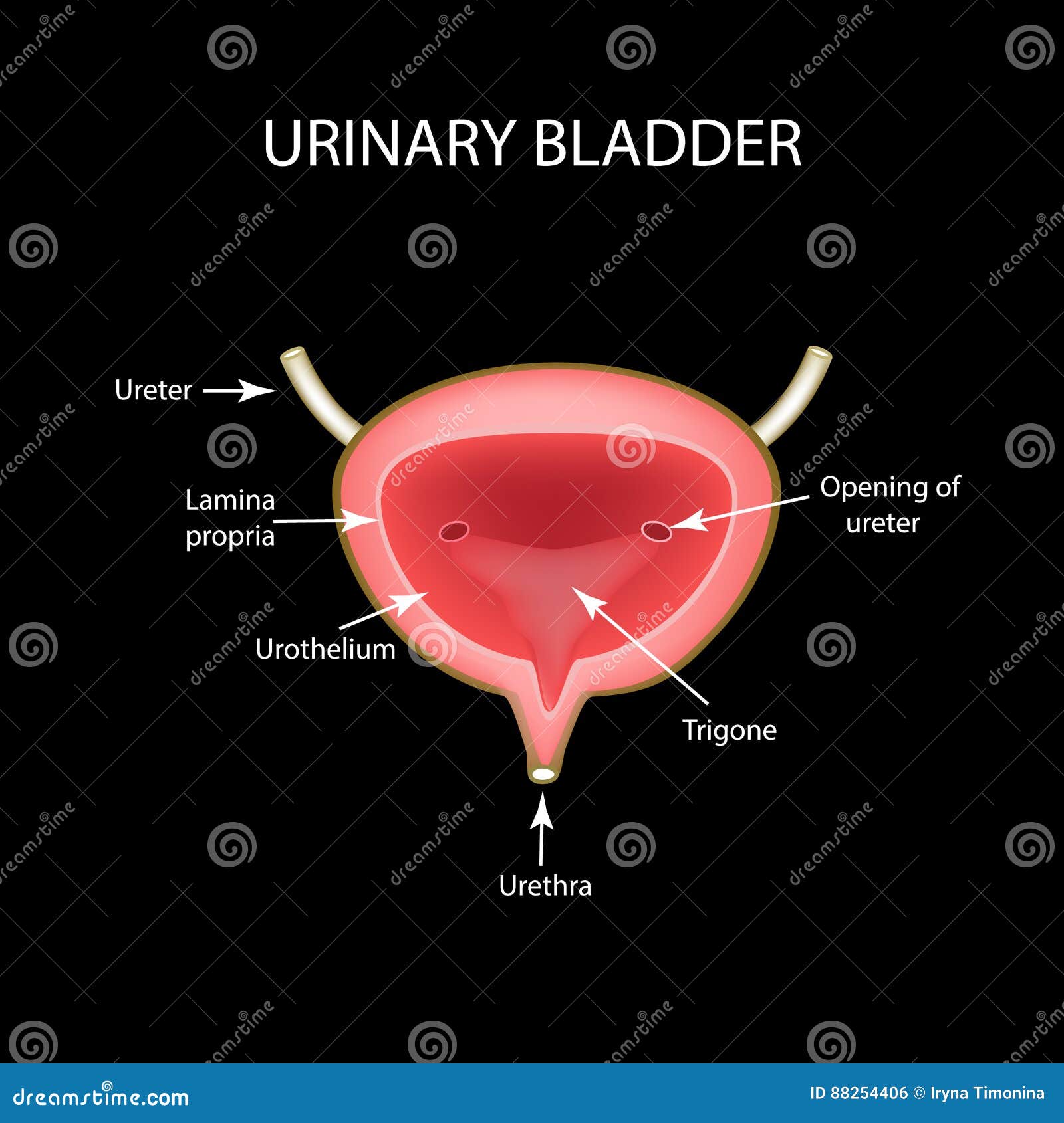 Anatomical Structure Of The Urinary Bladder. Infographics. Vector ...