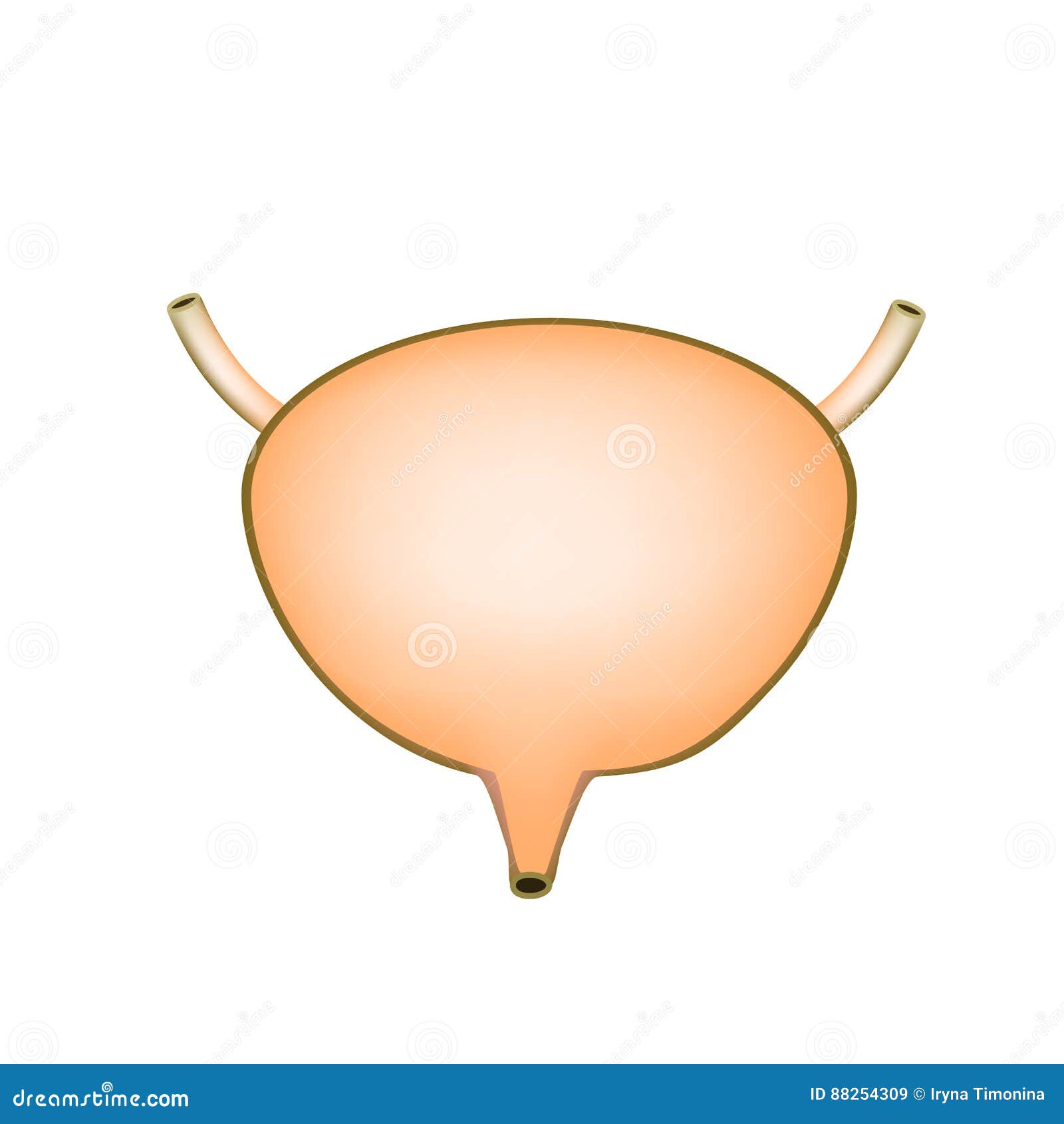 Anatomical Structure Of The Urinary Bladder. Infographics. Vector ...