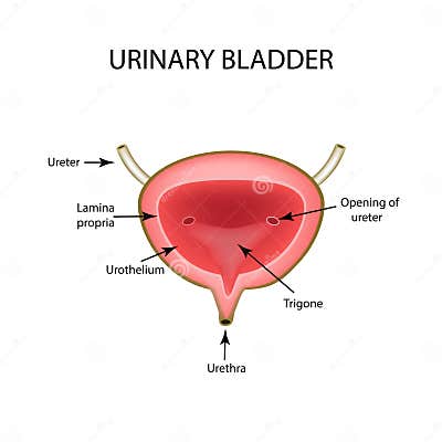 Anatomical Structure of the Urinary Bladder. Infographics Stock Vector ...