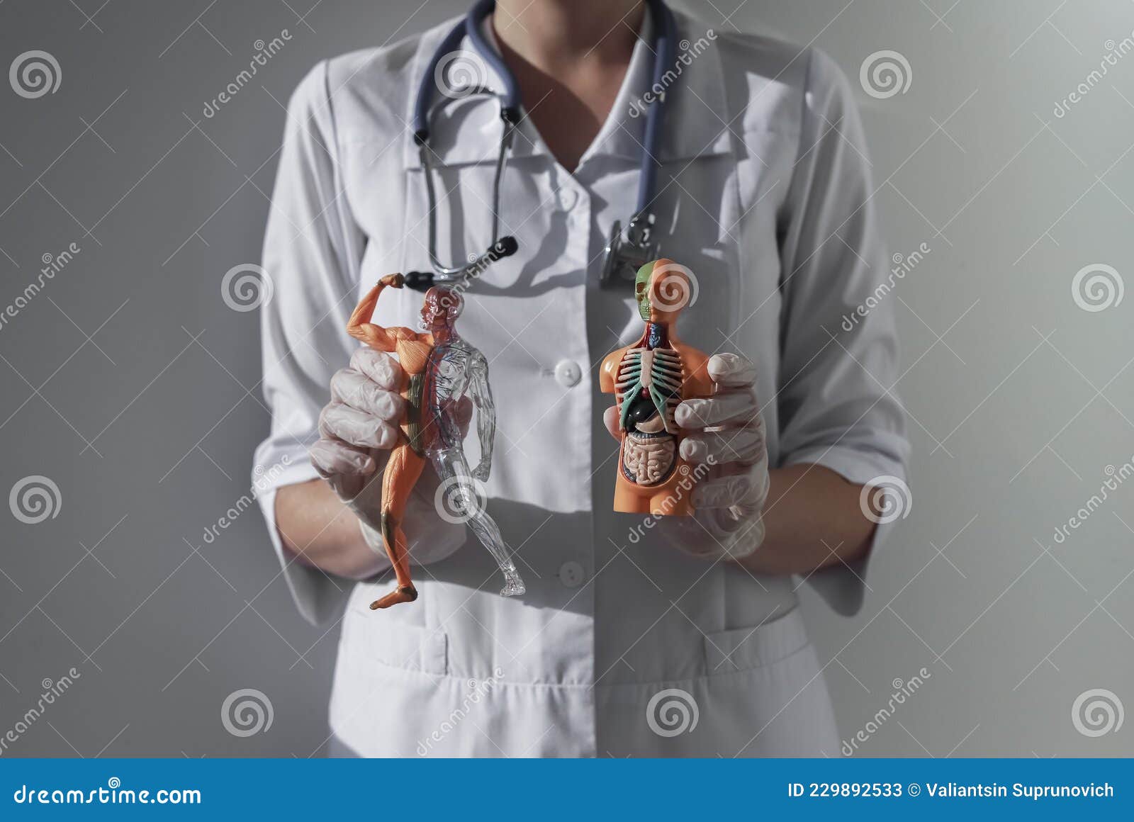 Anatomical Study Concept. Human Body Models in Doctors Hands Stock ...