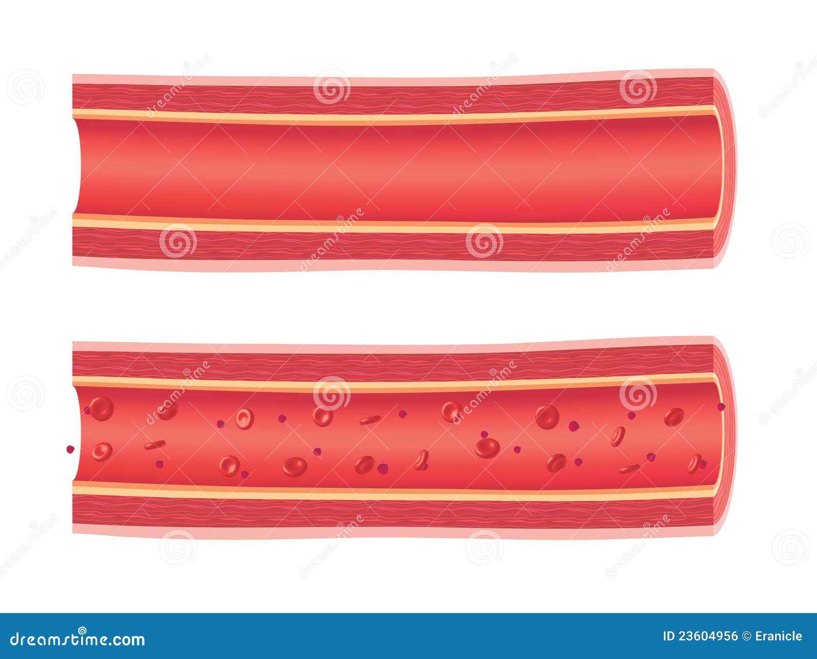 Anatomical Vessels Vector Illustration | CartoonDealer.com #23604956