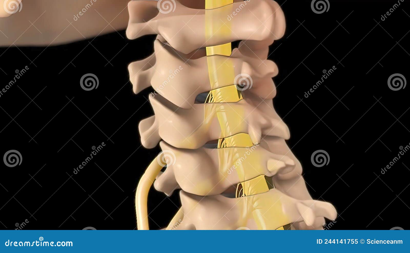 Anatomical View of the Cervical Spine with Intervertebral Disc ...