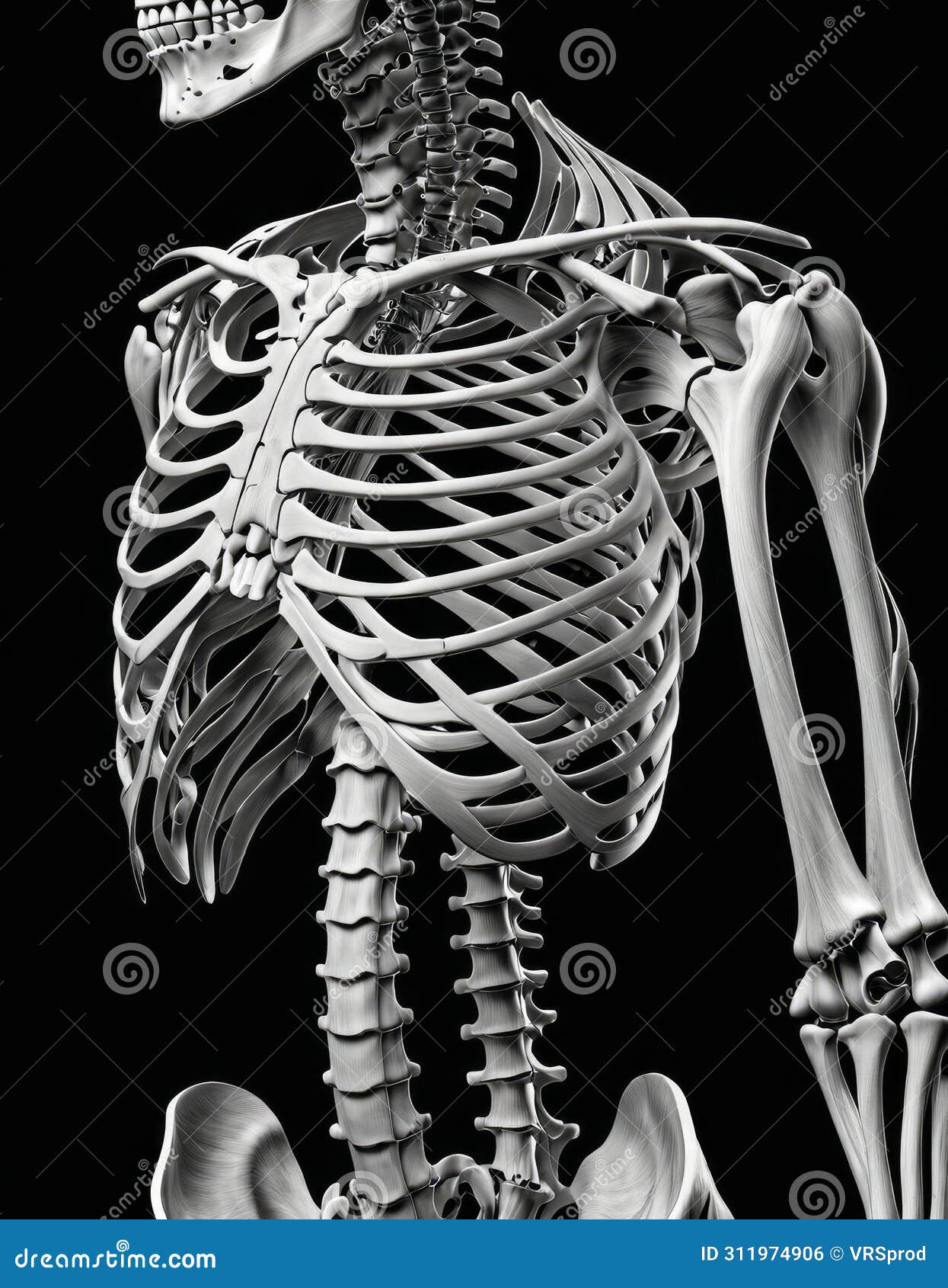 Detailed Human Skeleton Torso Stock Photo - Image of thoracic ...