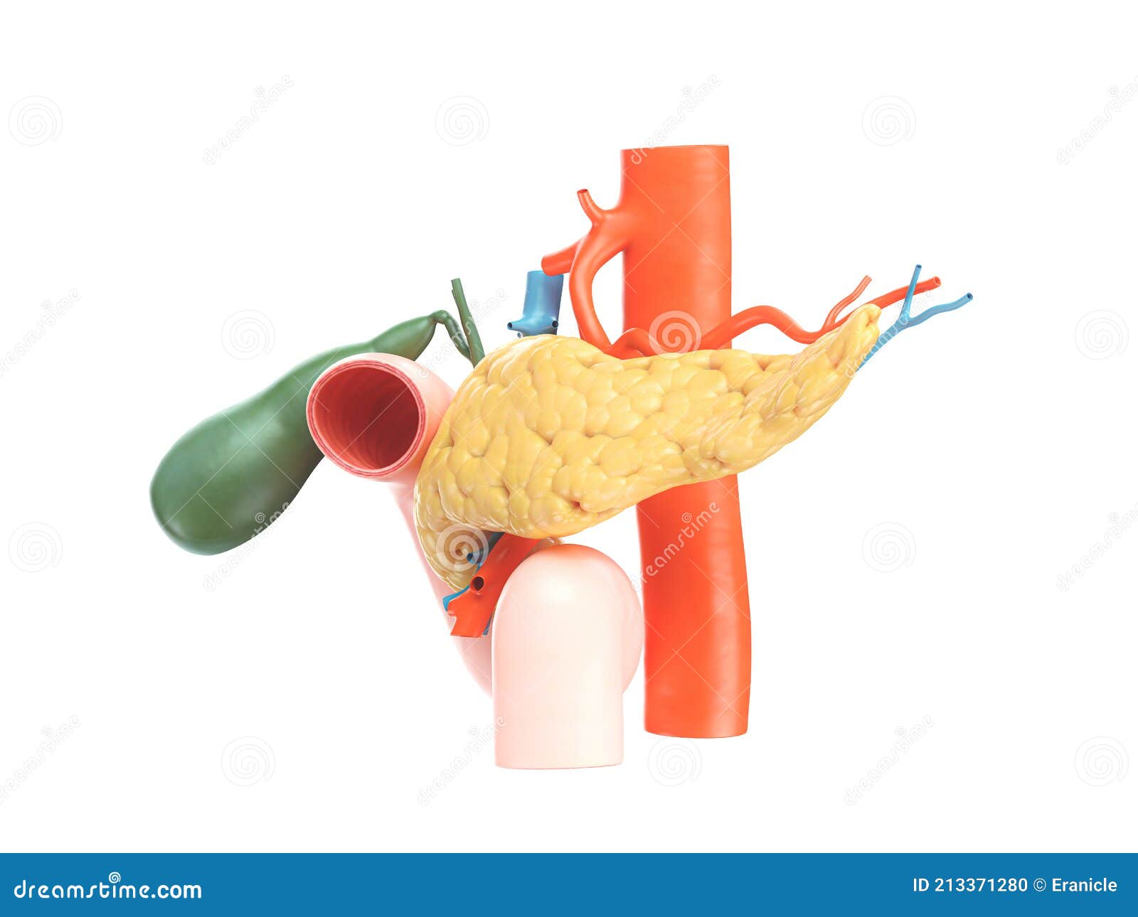 Realistic 3d Illustration of Human Pancreas with Gallbladder, Duodenum ...