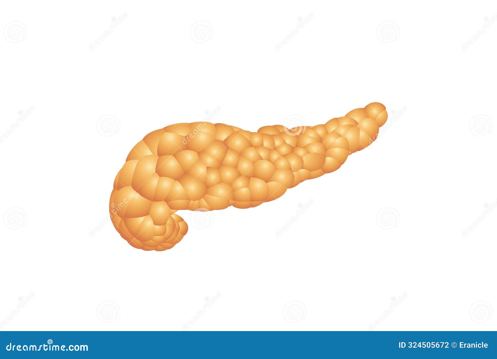 Realistic Vector Illustration of Human Pancreas Isolated on White Stock ...