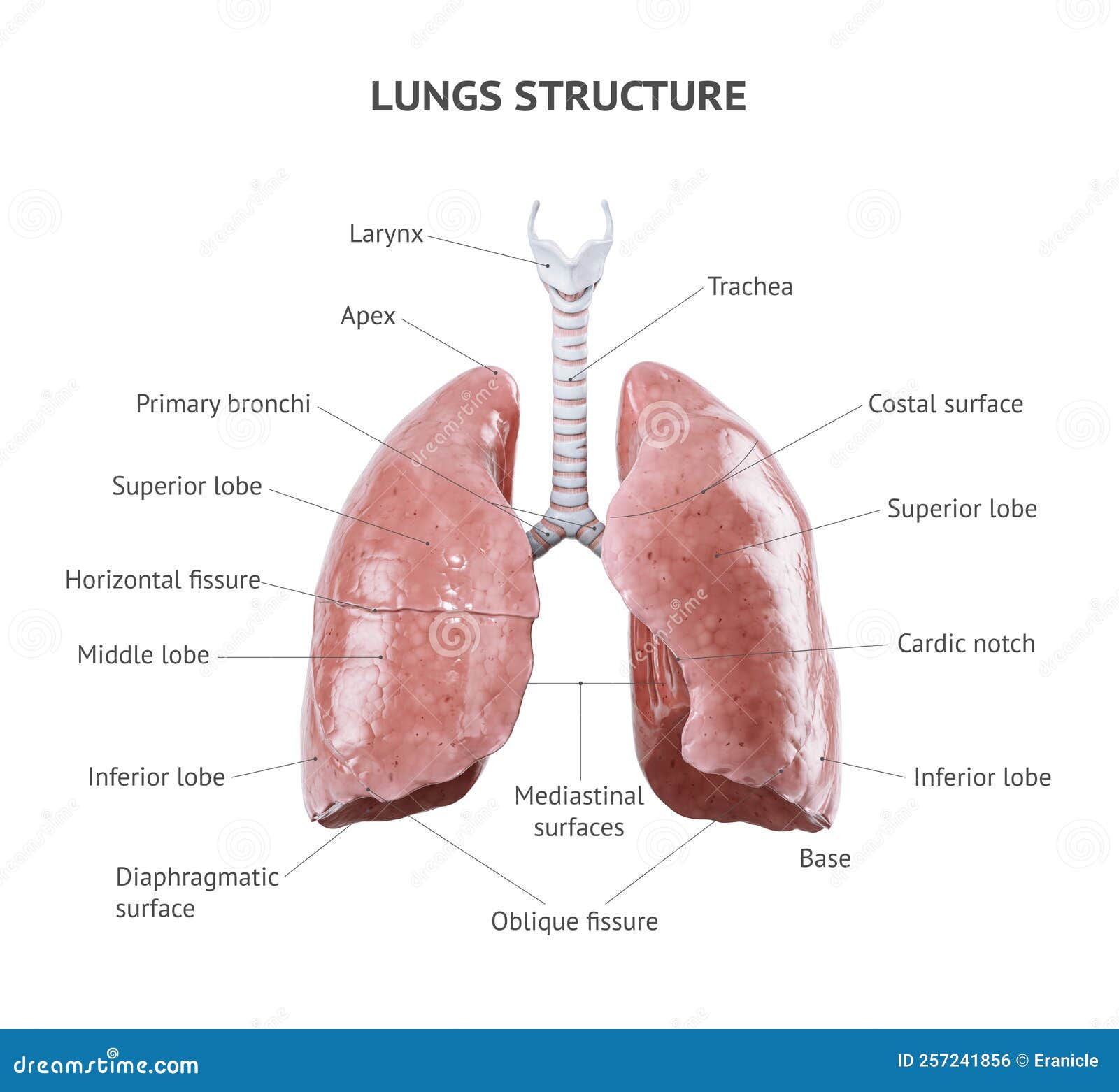 Anatomically Accurate Realistic 3d Illustration of Human Internal Organ - Lungs Stock ...