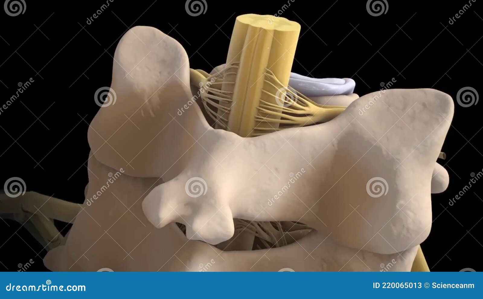 Anatomically Correct 3d View of Intervertebral Disc Cervical Spine ...