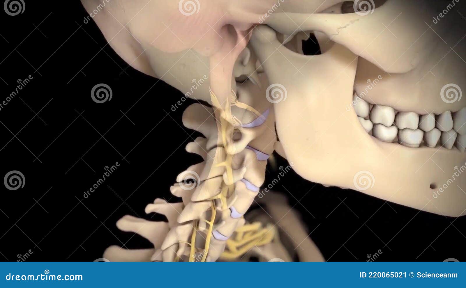 Anatomically Correct 3d of Intervertebral Disc Cervical Spine Stock ...