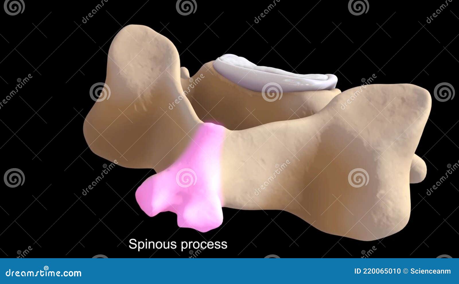 Anatomically Correct 3d View of Intervertebral Disc Cervical Spine Spinous Process Stock ...