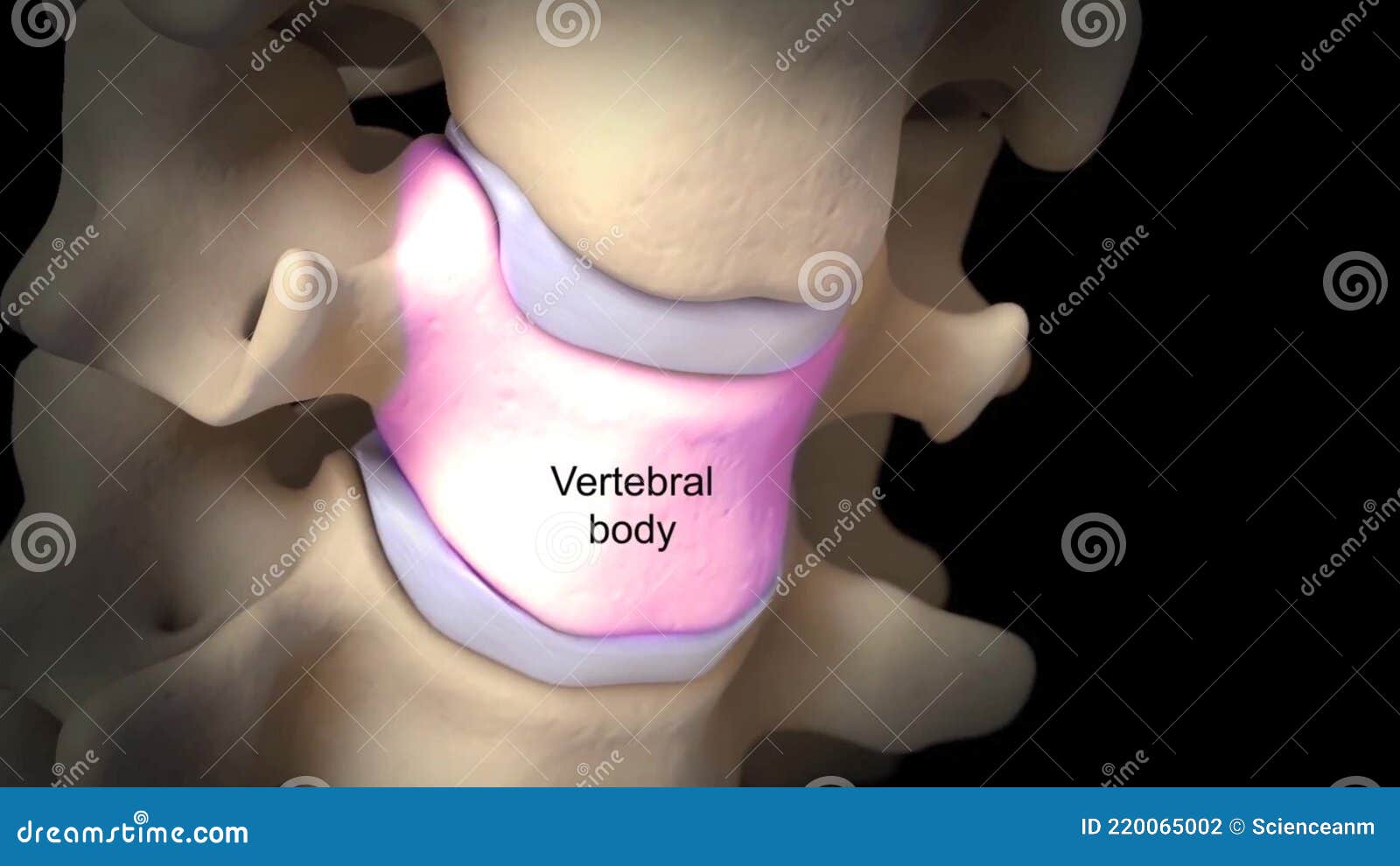 C4 Disc - Cervical Spine Stock Image | CartoonDealer.com #50003299