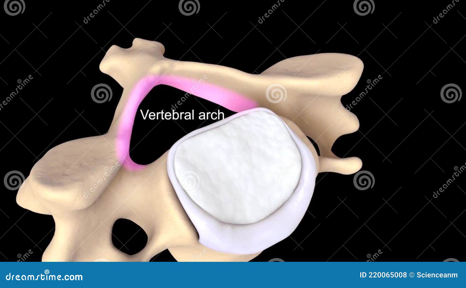 Anatomically Correct 3d View of Intervertebral Disc Cervical Spine ...