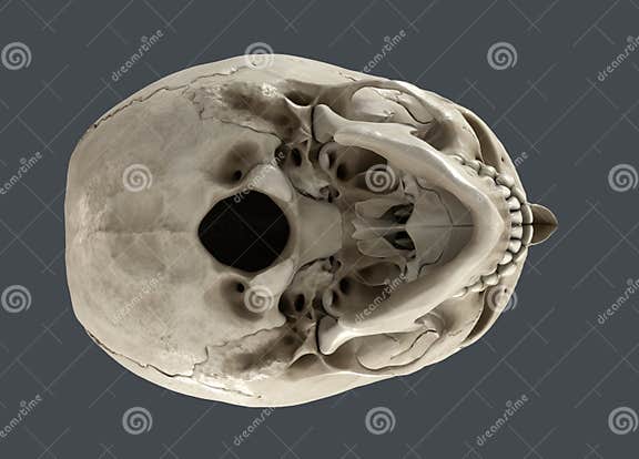 Anatomically Correct Image of the Human Skull Bottom View 3d Render ...