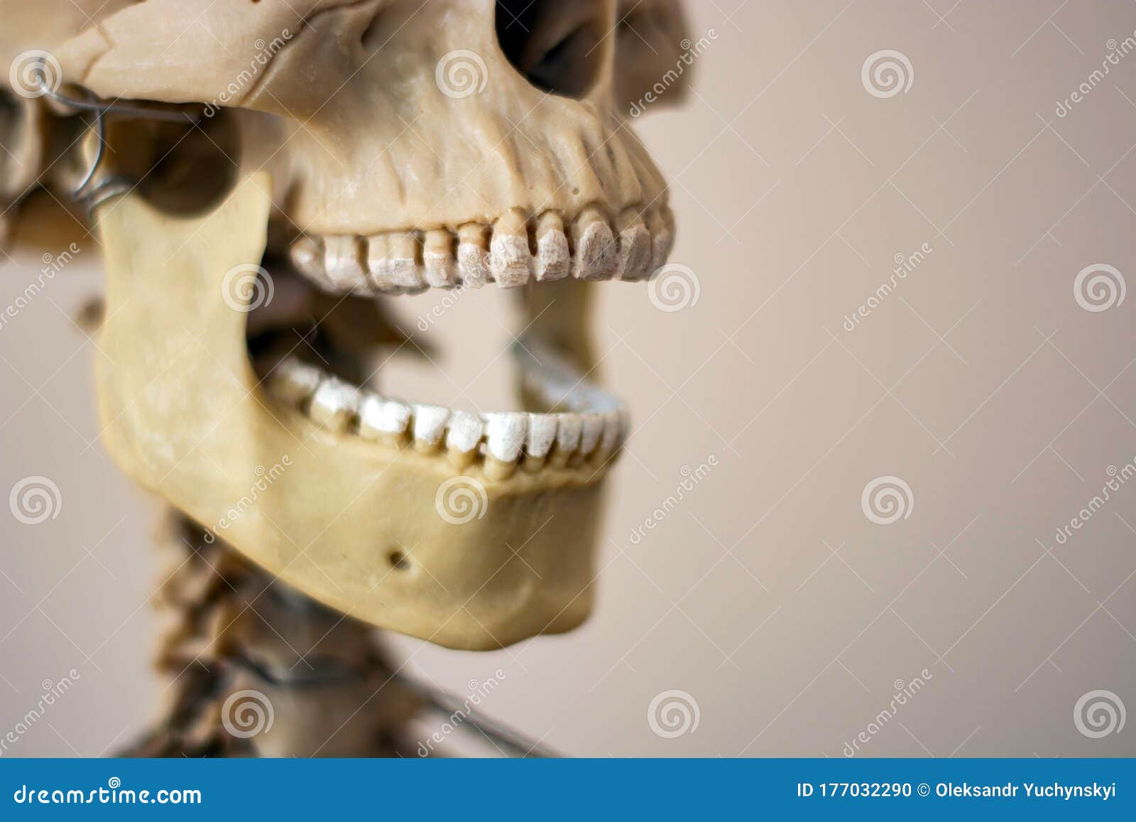 Anatomically Correct Medical Model of the Human Skull Stock Photo ...