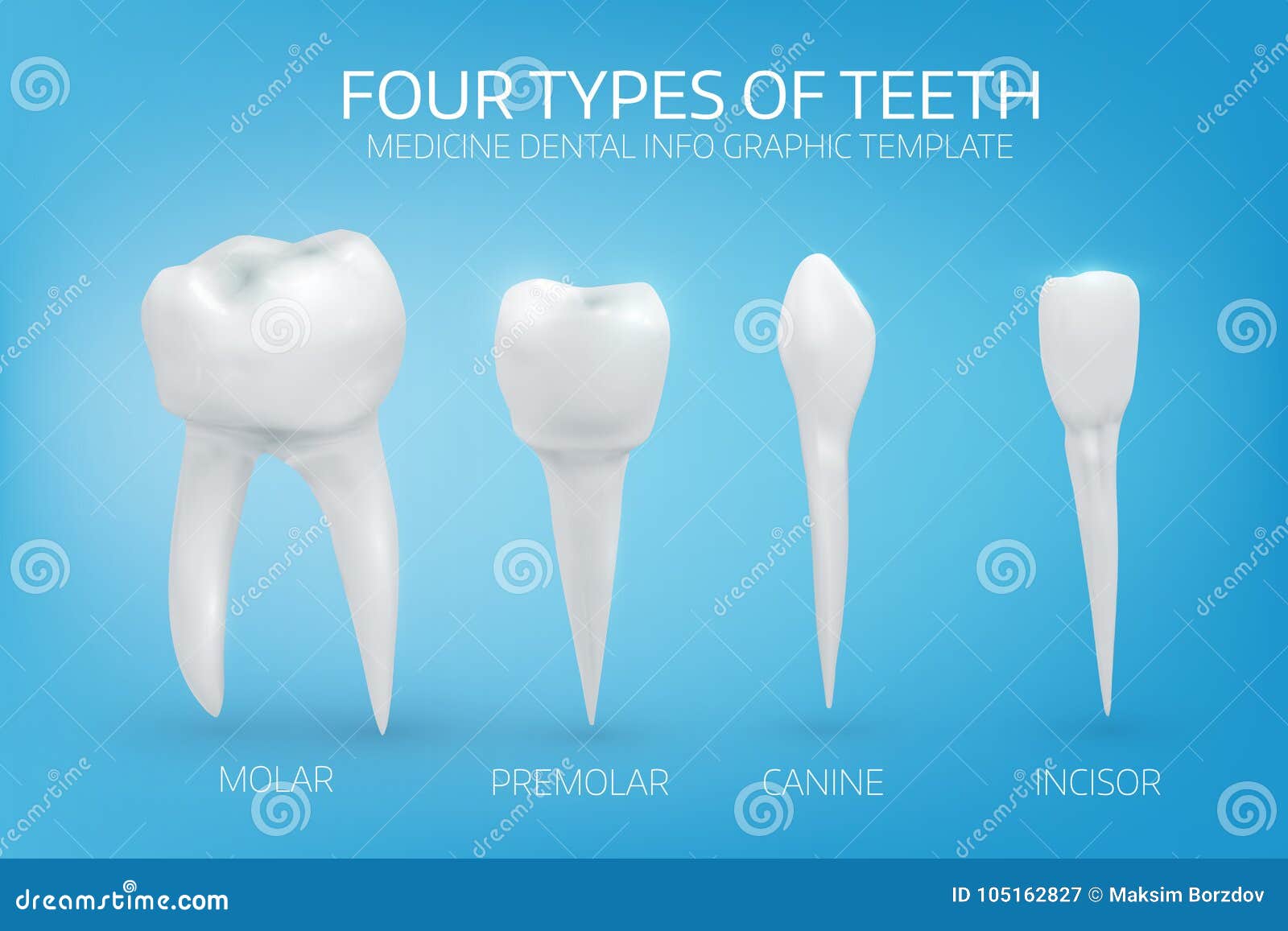 Anatomically Realistic Illustration of the Types of Human Teeth Stock ...