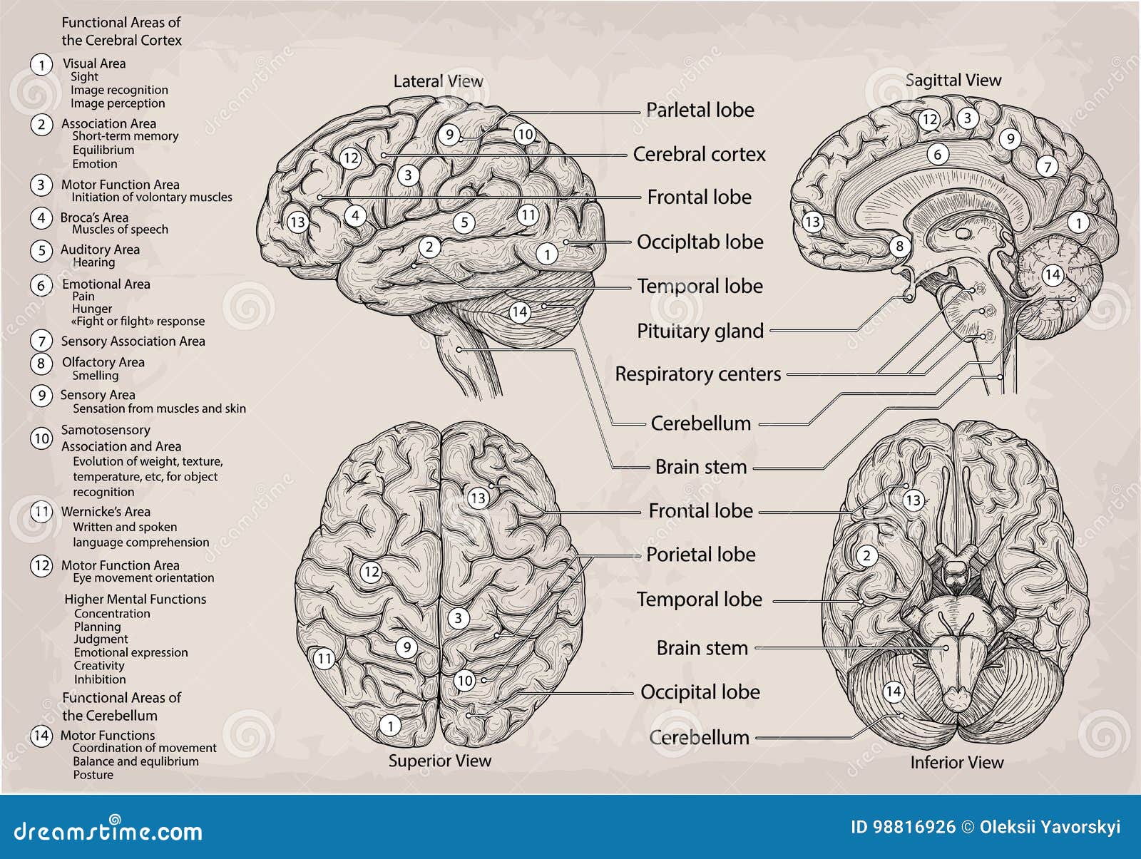 Anatomiczny Diagram Ludzki Mózg Medycyna, Wektorowa Ilustracja ... Anatomiczny Diagram Ludzki Mózg Medycyna, Wektorowa Ilustracja ...