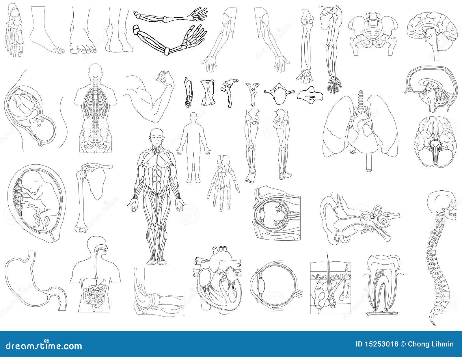 Anatomie vector illustratie. Illustration of been, lichaam - 15253018
