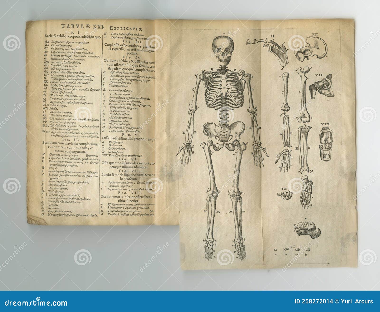 Anatomie-Buch. Ein Altes Anatomie-Buch Mit Den Sichtbaren Seiten ...
