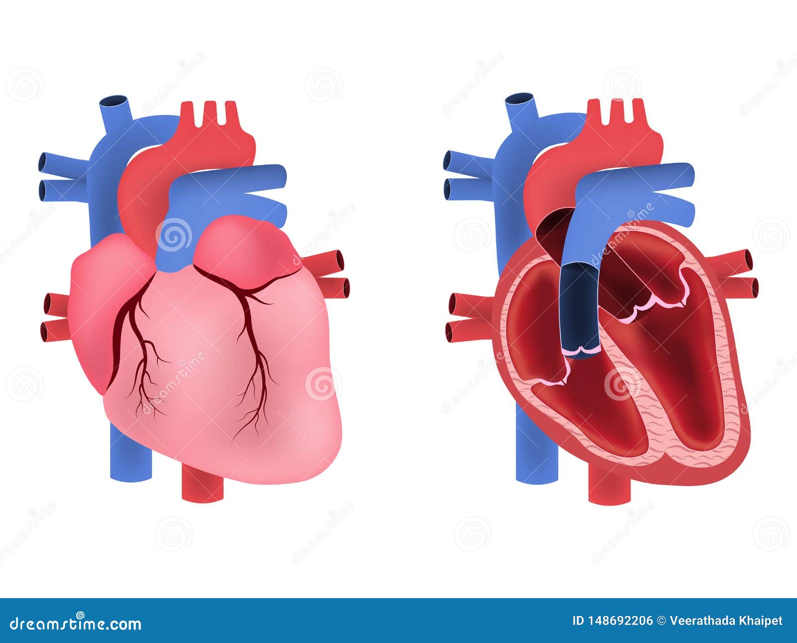 Anatomie cardiaque humaine illustration stock. Illustration of maladie ...
