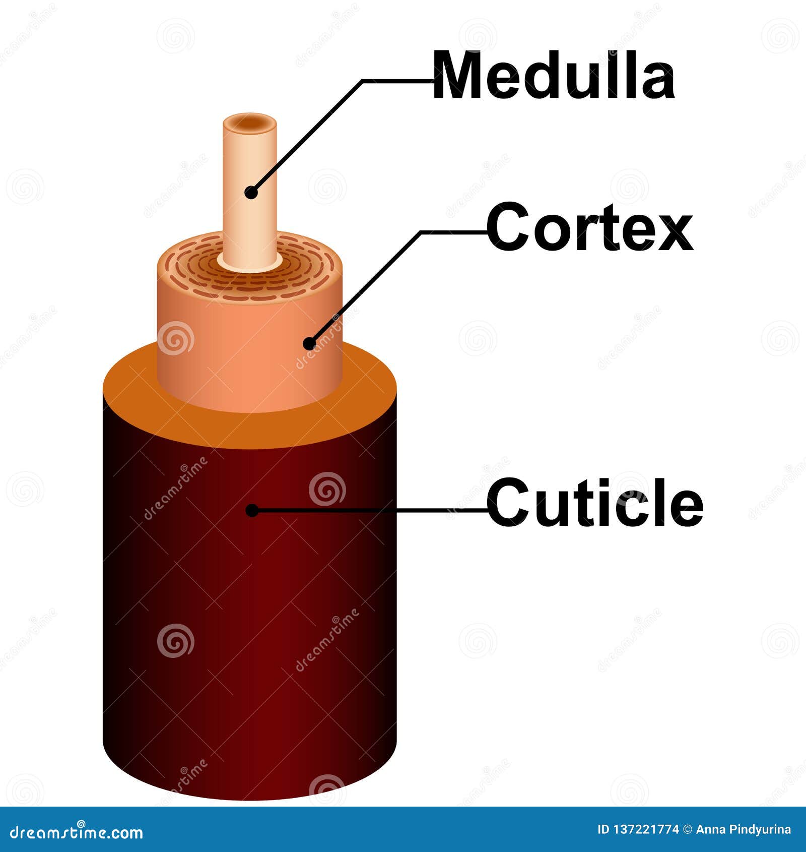 Anatomie Détaillée De Structure De Cheveux De Cuticle De Cortex De ...