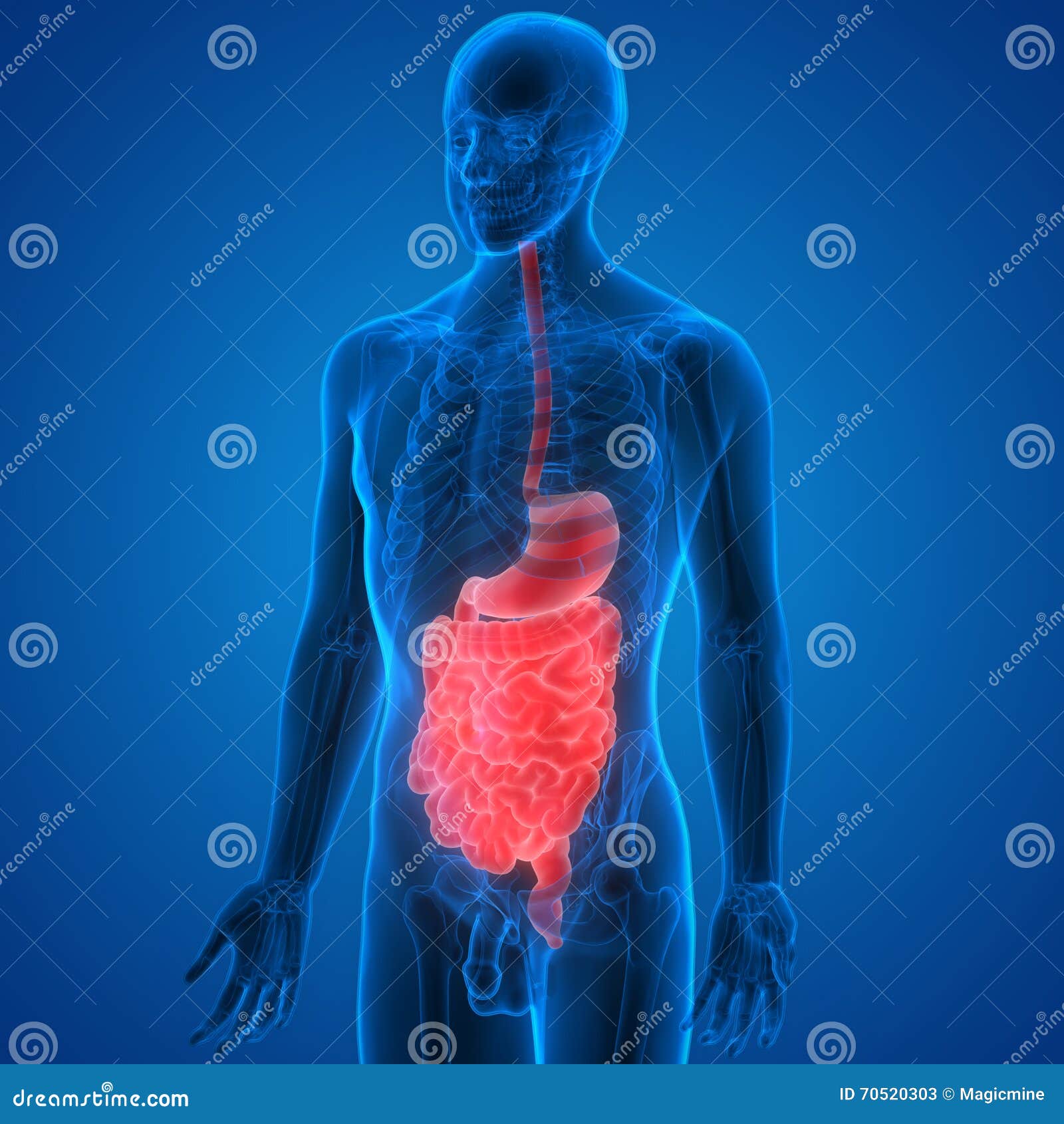 Anatomie D'appareil Digestif Humain Illustration Stock - Illustration ...