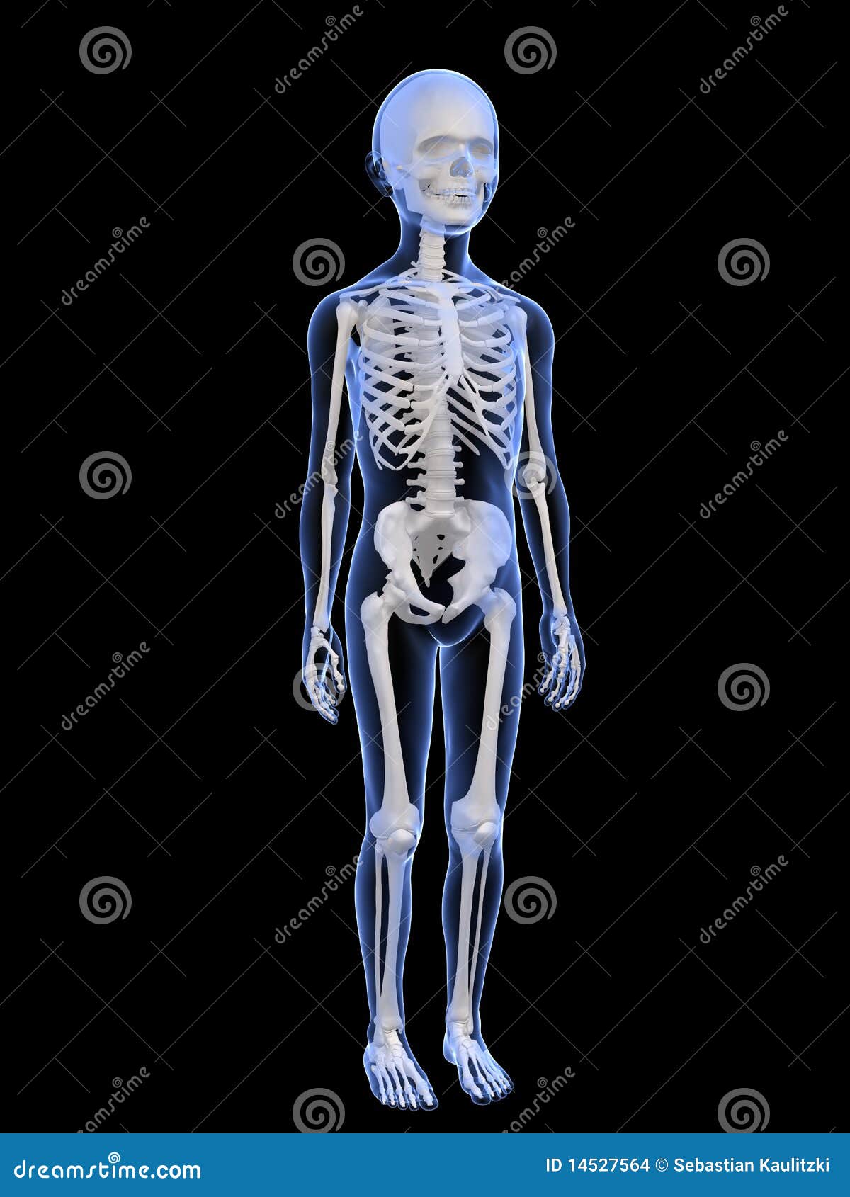 Anatomie D'enfant Mâle - Squelettique Illustration Stock - Illustration ...