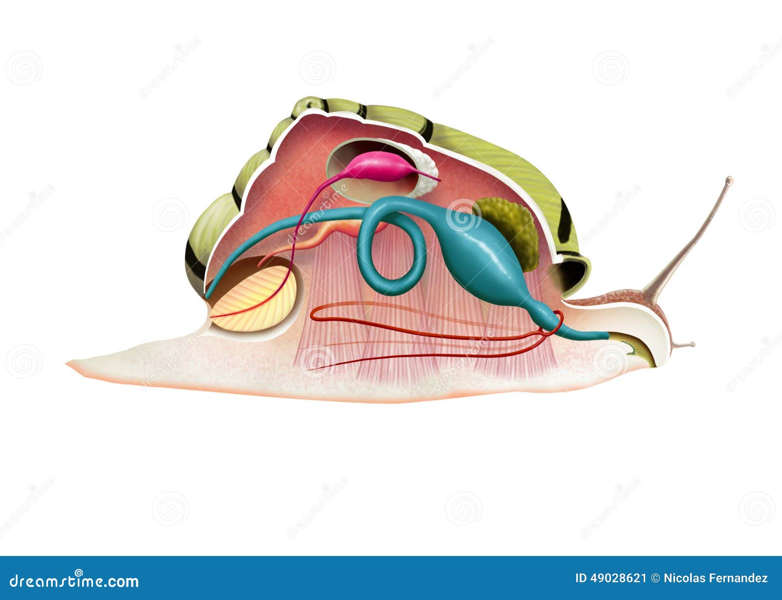 Anatomie d'escargot illustration stock. Illustration du découpage ...