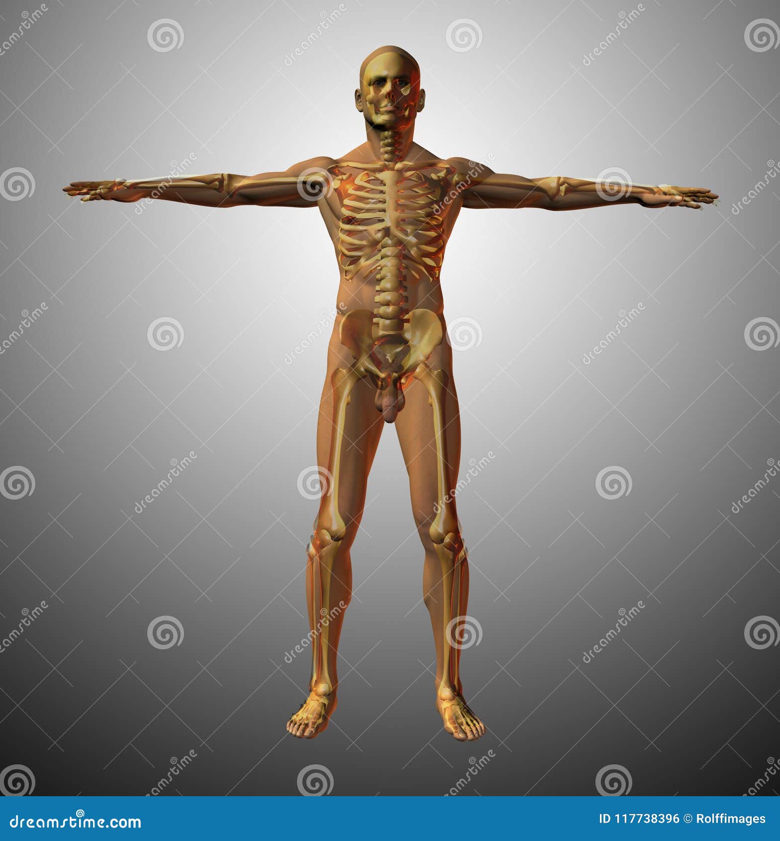 Anatomie d'homme illustration stock. Illustration du anatomique - 117738396