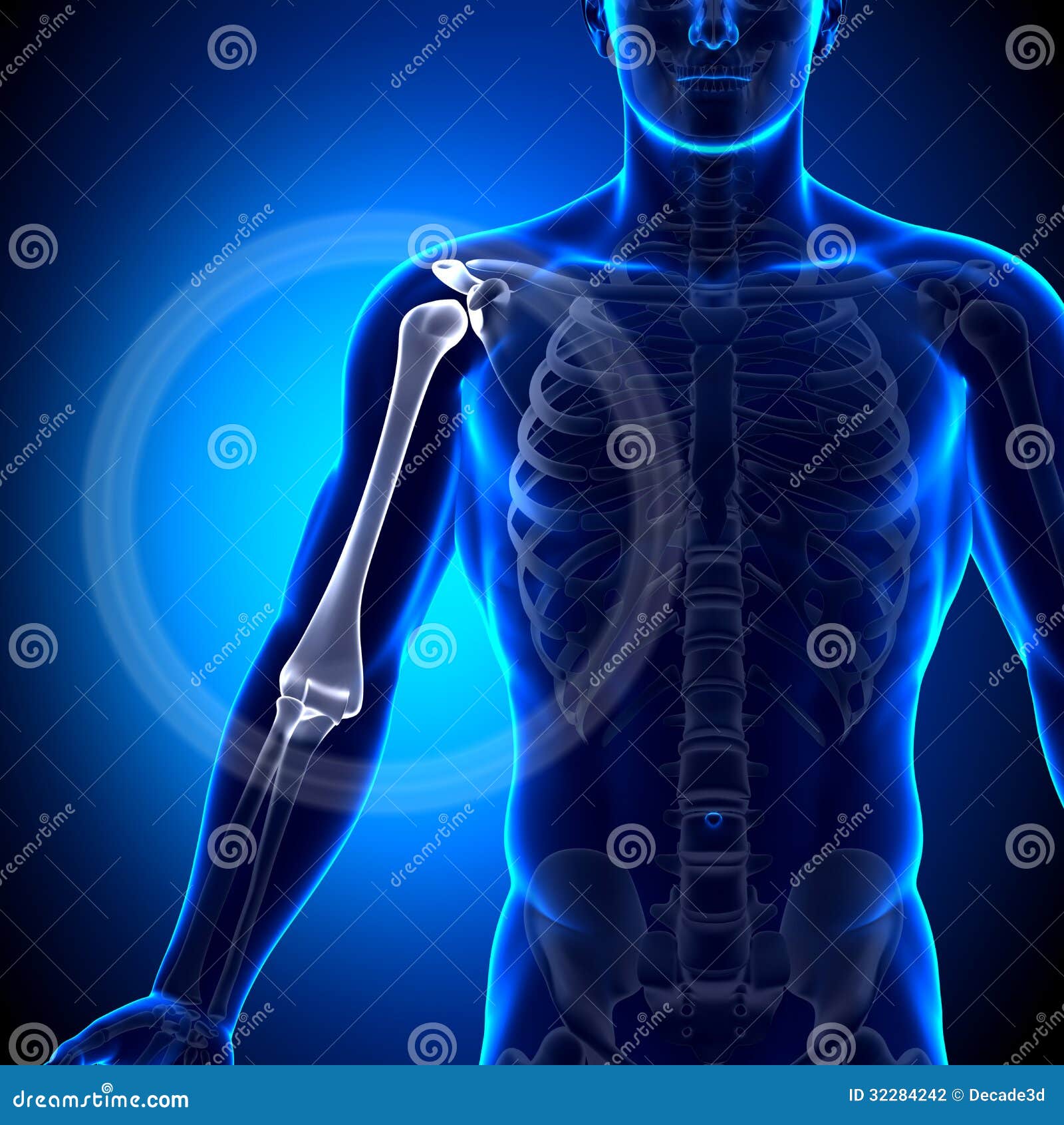 Anatomie D'humérus/bras - Os D'anatomie Illustration Stock ...