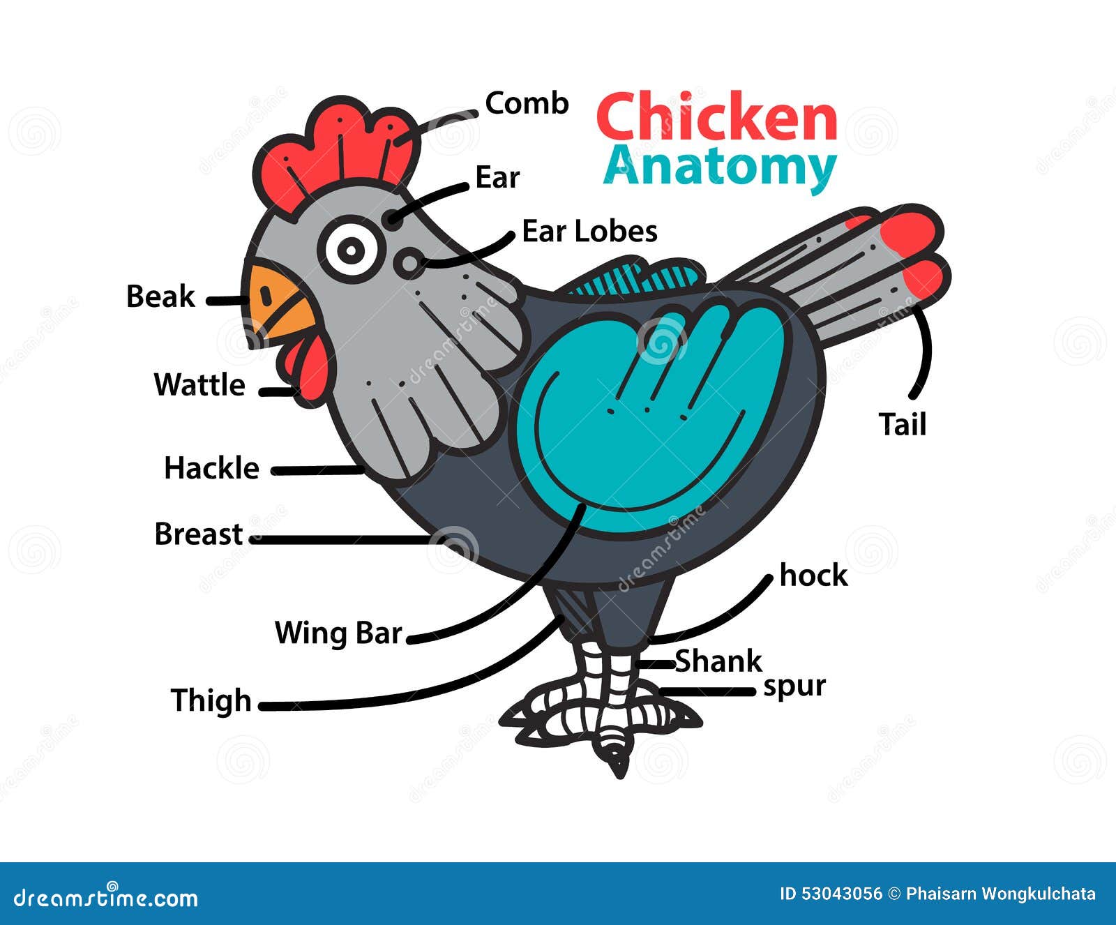 Anatomie D'Infographic D'un Poulet Illustration de Vecteur ...