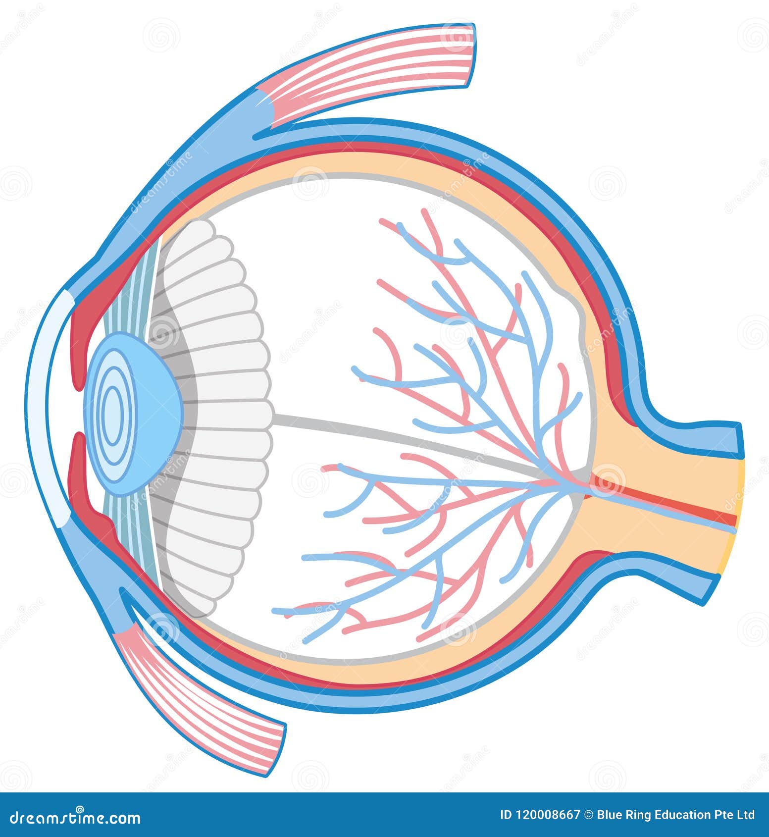Anatomie d'oeil humain illustration de vecteur. Illustration of rétine ...