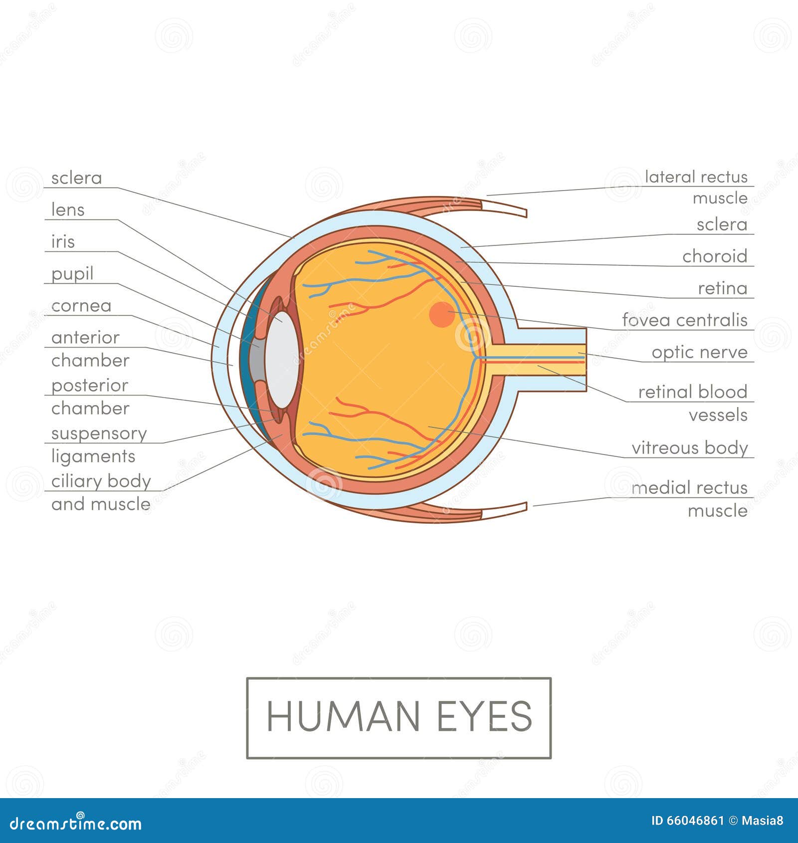 Anatomie d'oeil humain illustration stock. Illustration du médian ...