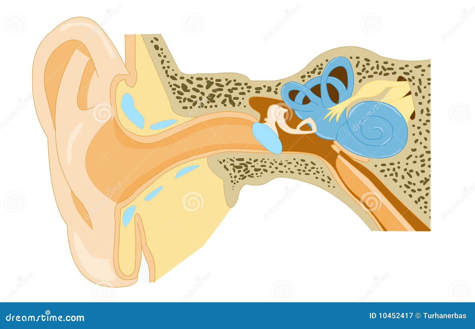Anatomie d'oreille illustration de vecteur. Illustration du intérieur ...
