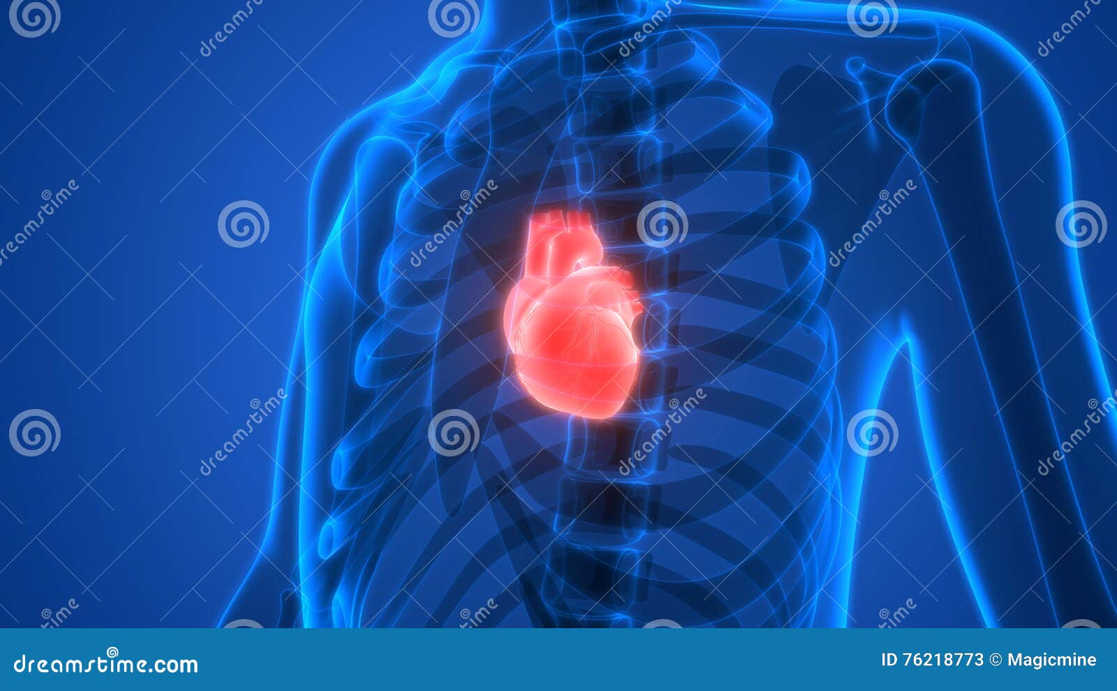 Anatomie D'organes De Corps Humain (coeur) Illustration Stock ...