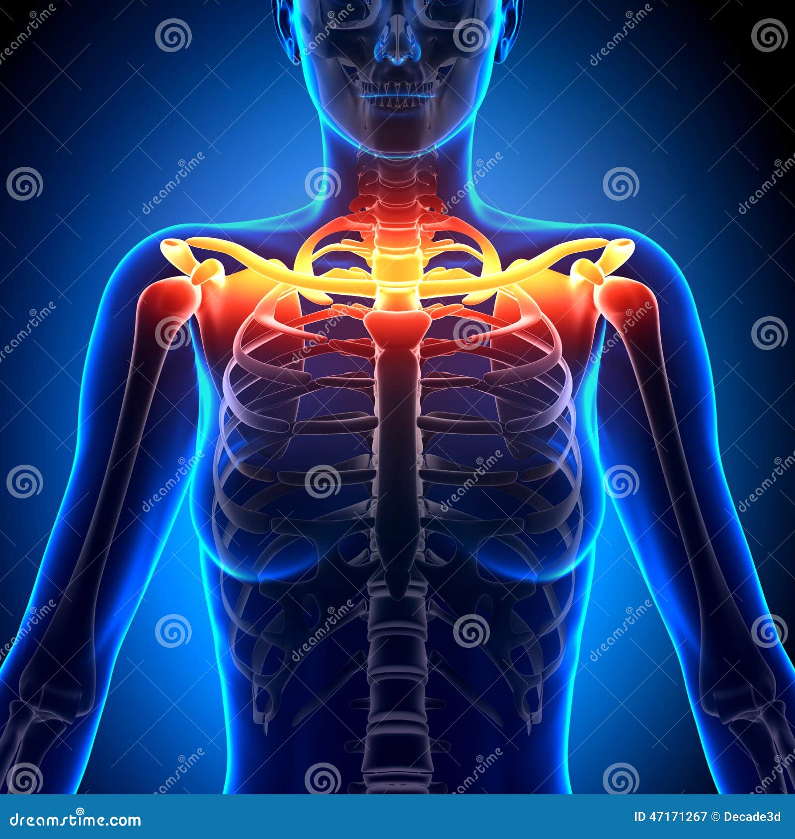 Anatomie D'os De Clavicule - Os D'anatomie Illustration Stock ...
