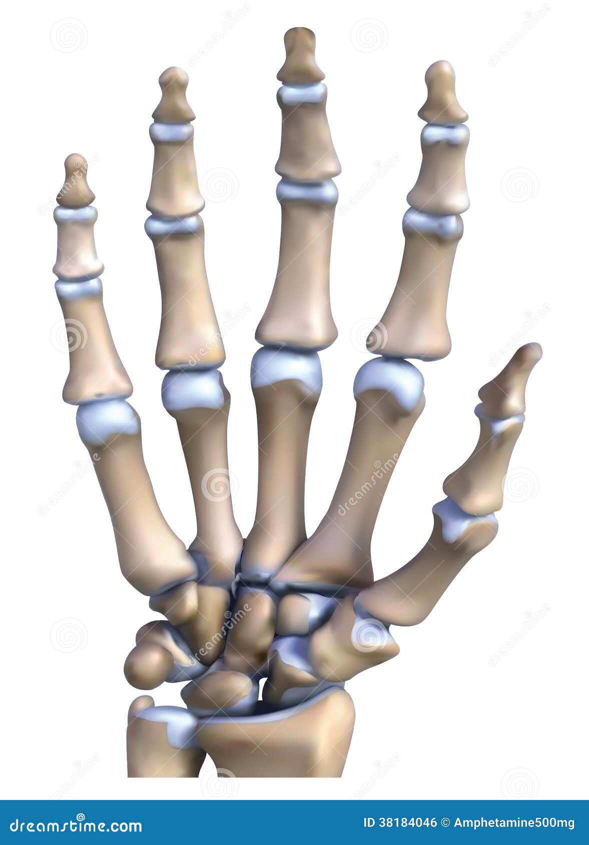 Anatomie d'os de main illustration stock. Illustration du illustration ...