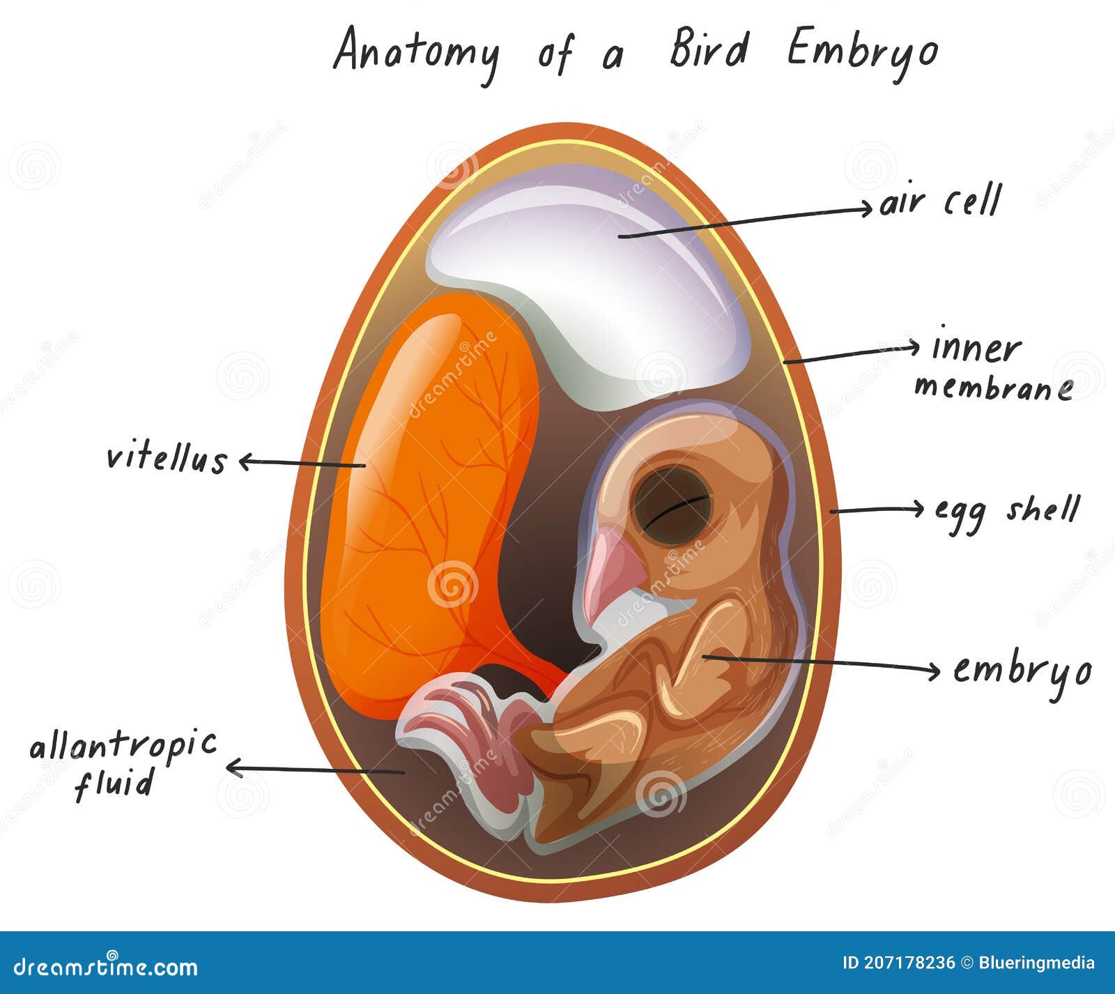 Anatomie D'un Embryon D'oiseaux Illustration de Vecteur - Illustration ...