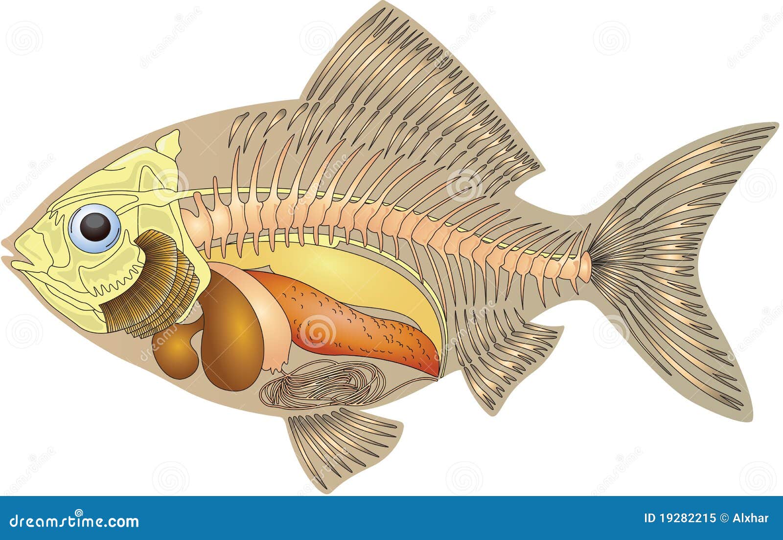 Anatomie d'un poisson illustration stock. Illustration du science ...