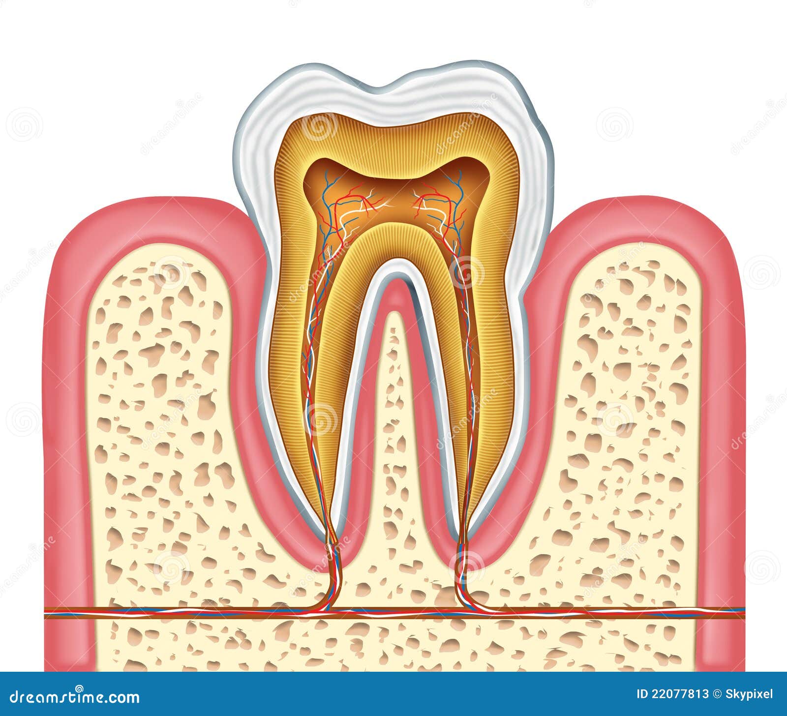 Anatomie D'une Dent Humaine Saine Illustration Stock - Illustration du ...