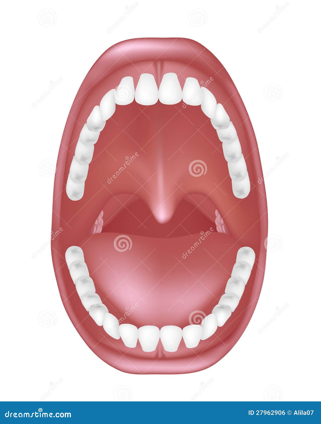 Anatomie De Bouche Image libre de droits - Image: 27962906