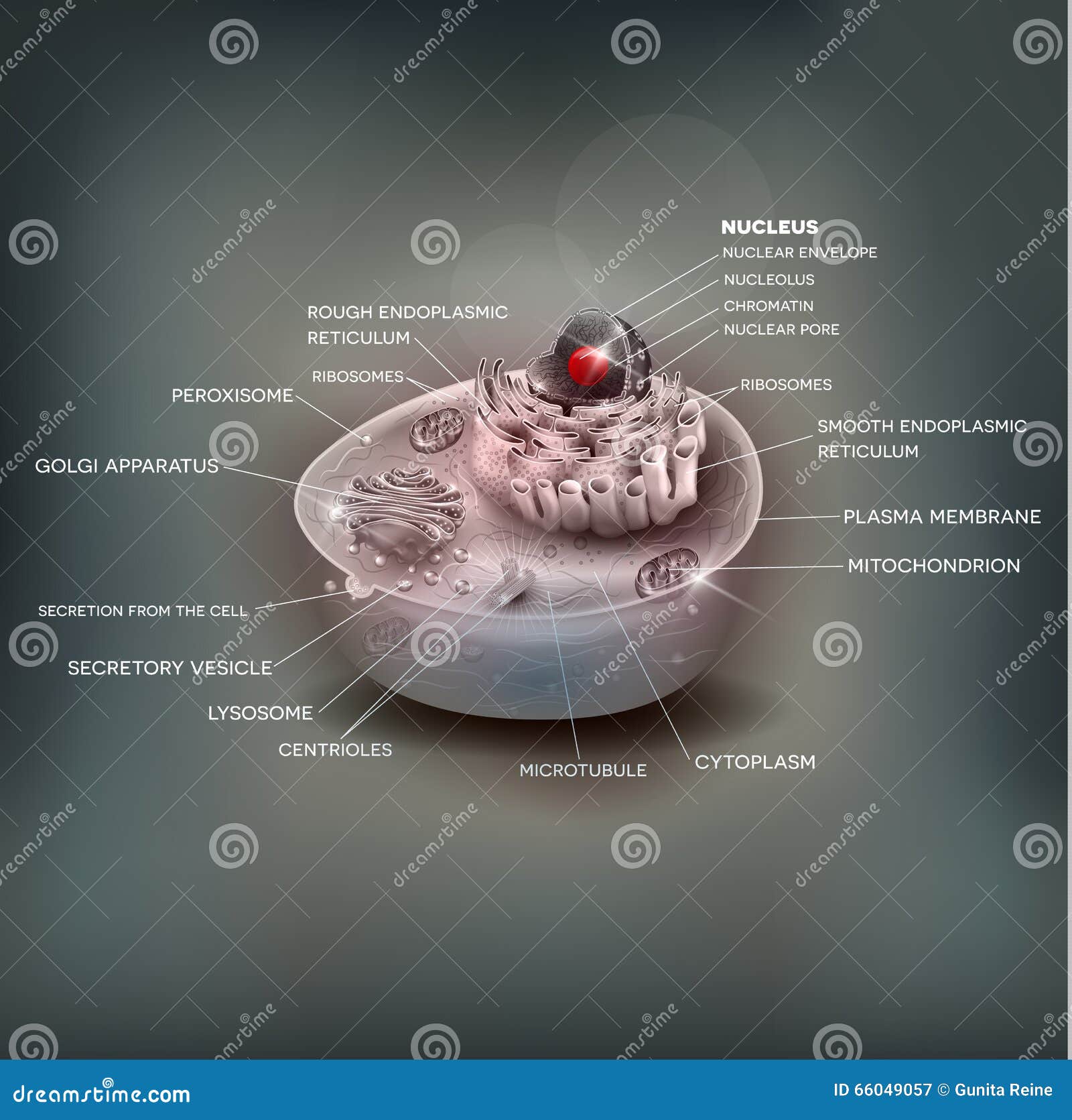 Anatomie De Cellule Humaine Illustration de Vecteur - Illustration of ...